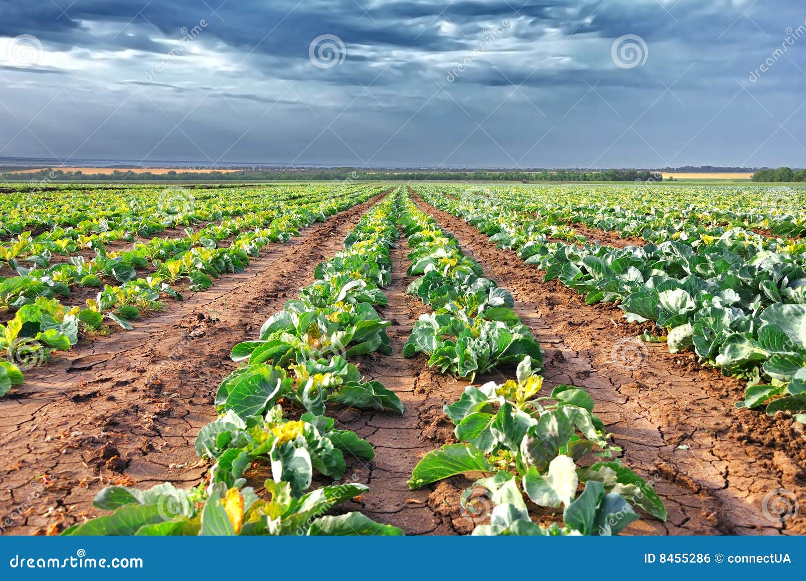 Cabbage field stock photo. Image of vegetarian, garden - 8455286