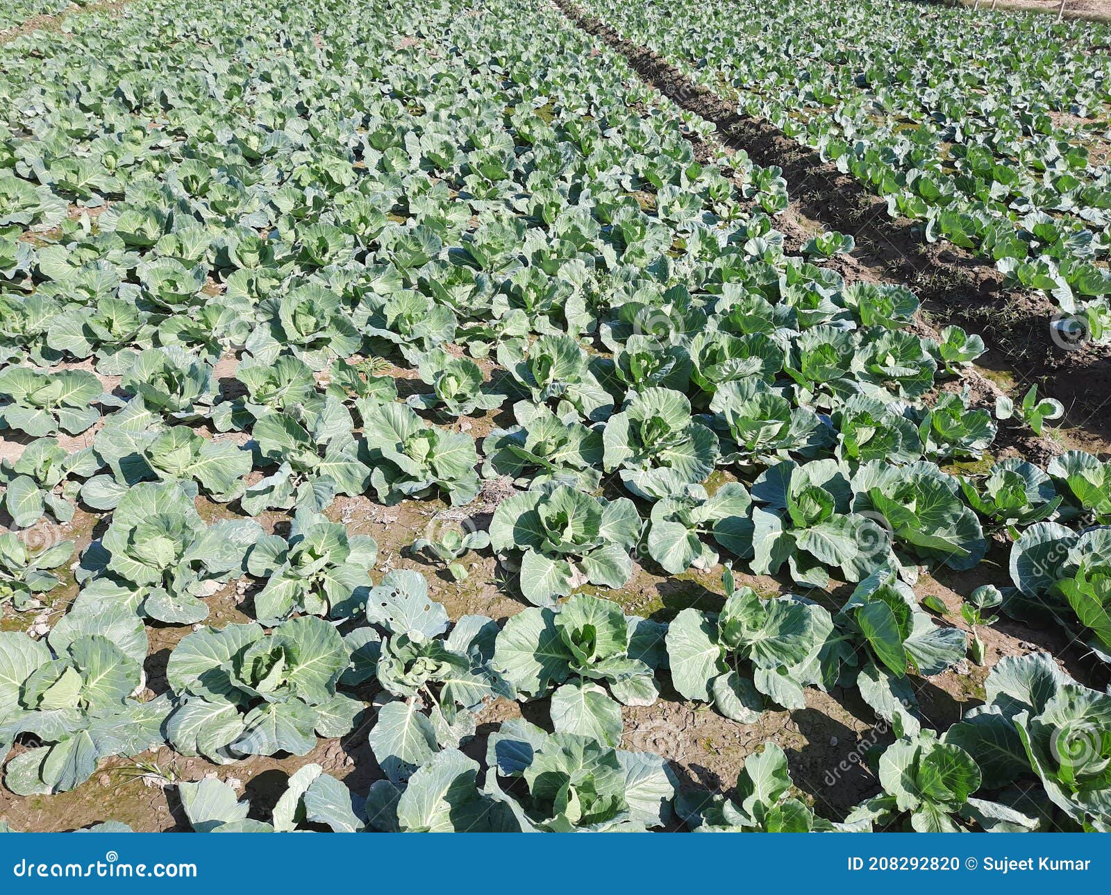 Cabbage field stock photo. Image of crop, produce, plant - 208292820