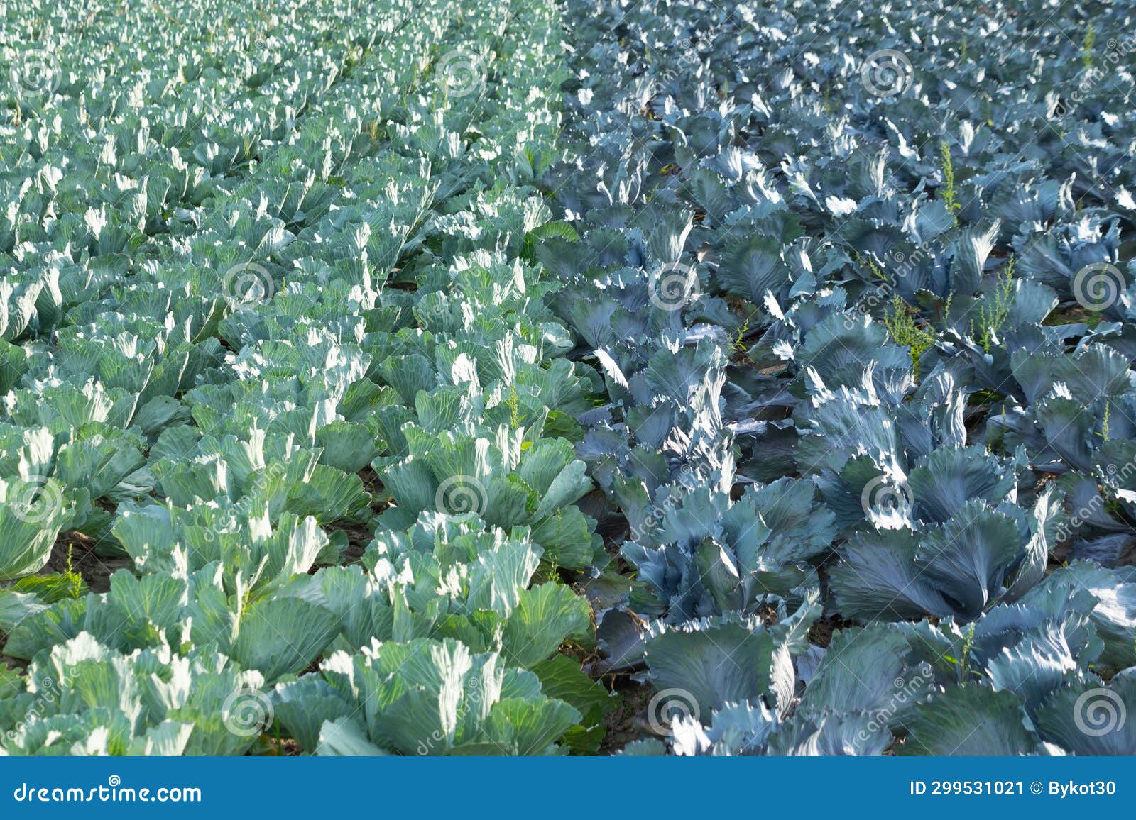 Cabbage field. Agriculture stock image. Image of plant - 299531021