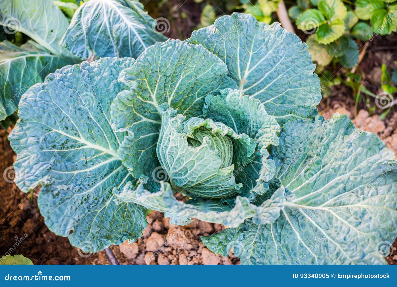 Cabbage in the field stock image. Image of nature, cabbage - 93340905