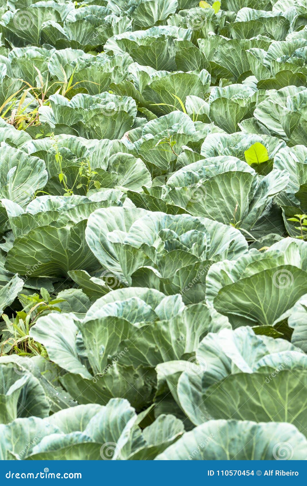 Cabbage stock photo. Image of harvest, cultivated, fresh - 110570454