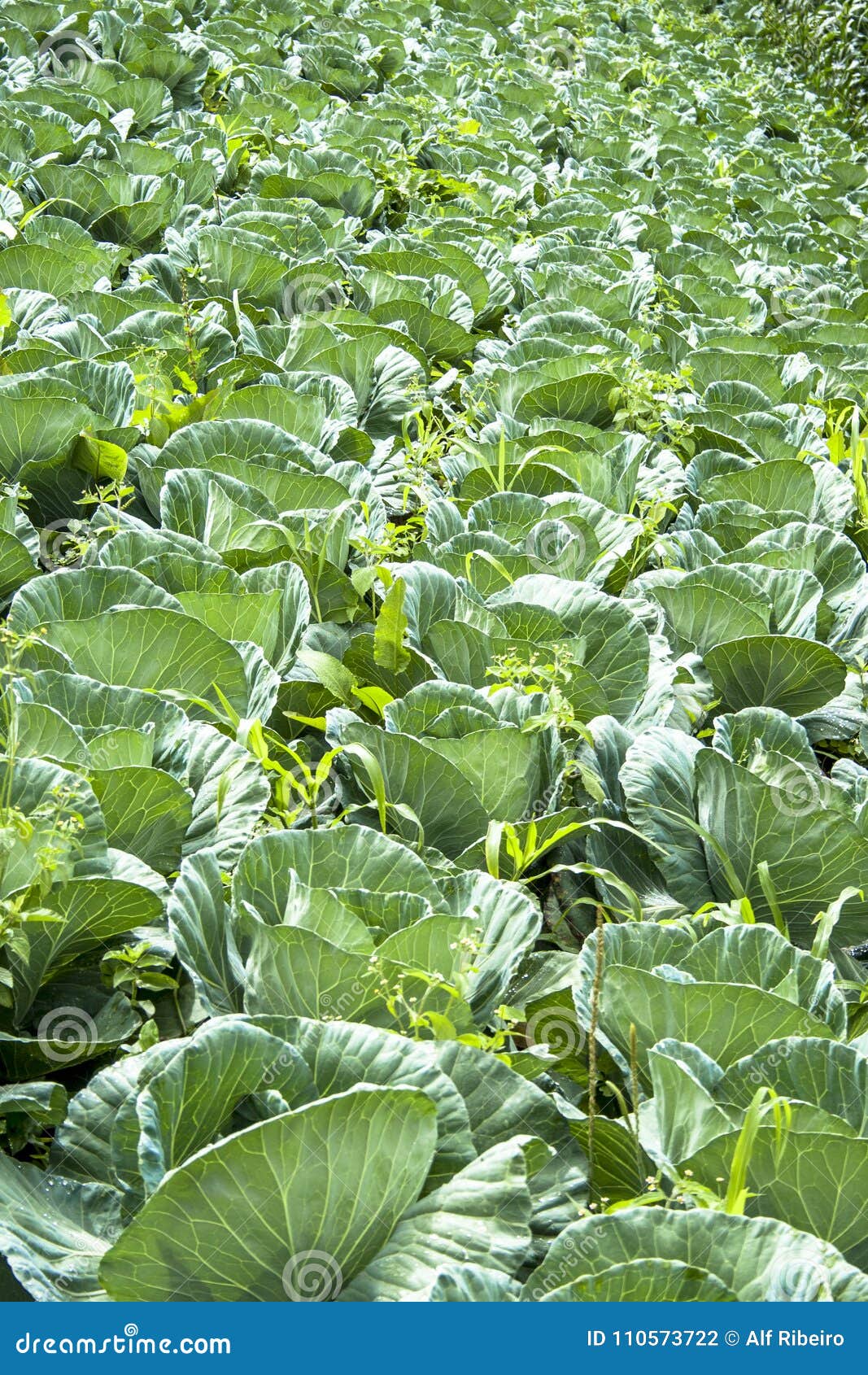Cabbage field stock photo. Image of eating, farm, agricultural - 110573722