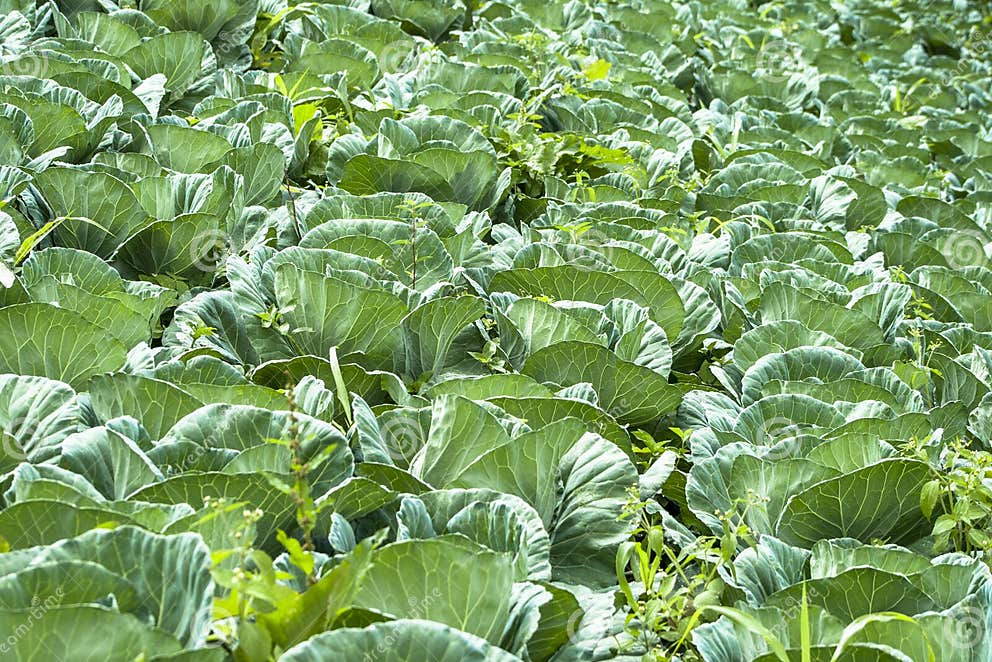 Cabbage stock image. Image of harvest, harvested, brazil - 110574061