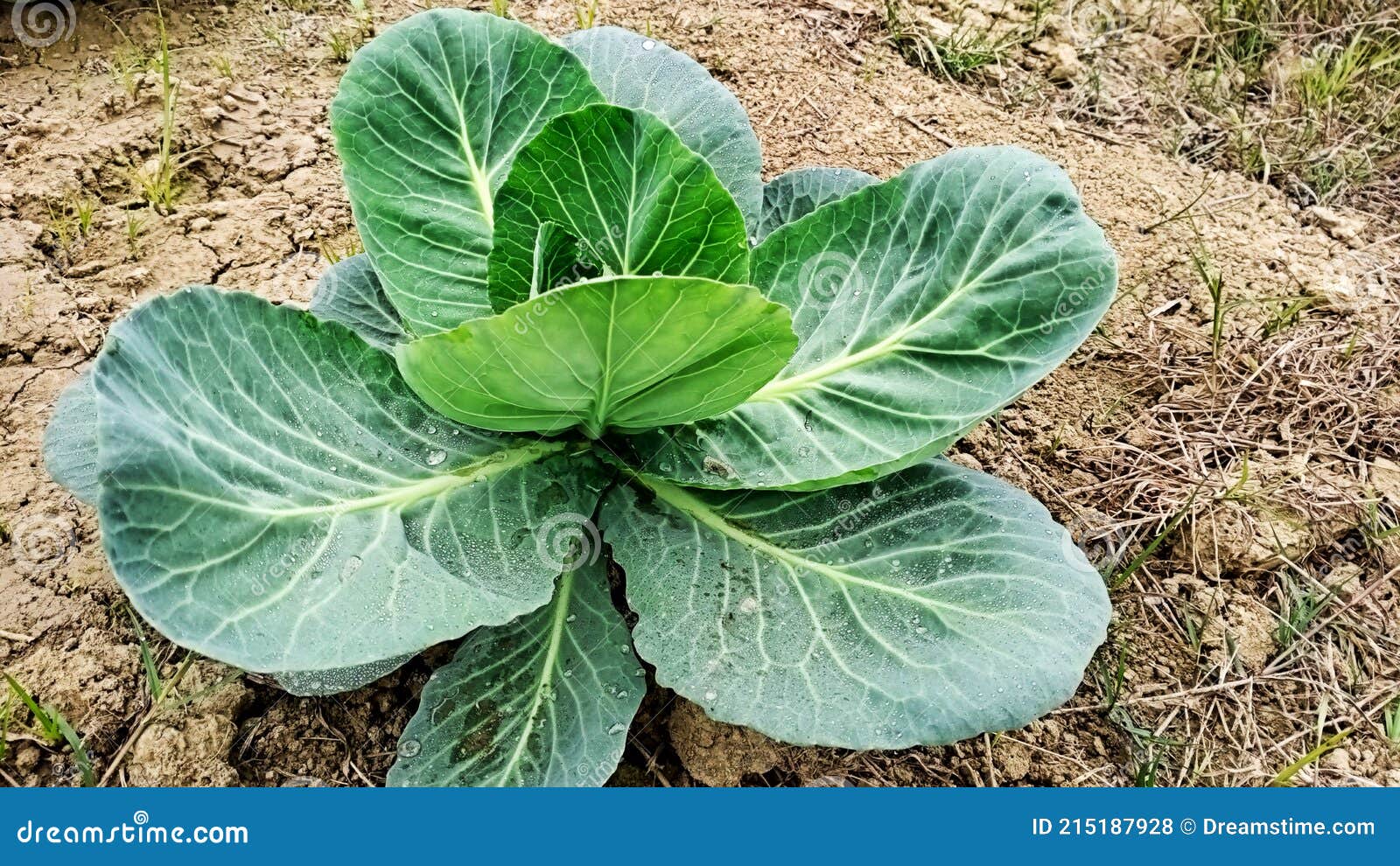 Cabbage in the field stock photo. Image of herb, fruit - 215187928