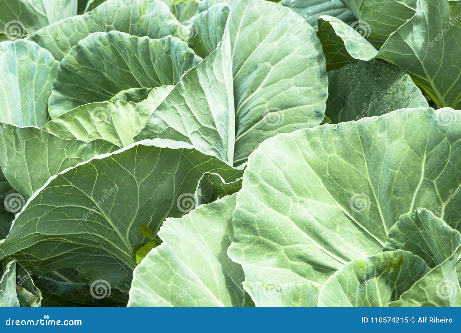 Cabbage field stock image. Image of agricultural, cultivation - 110574215