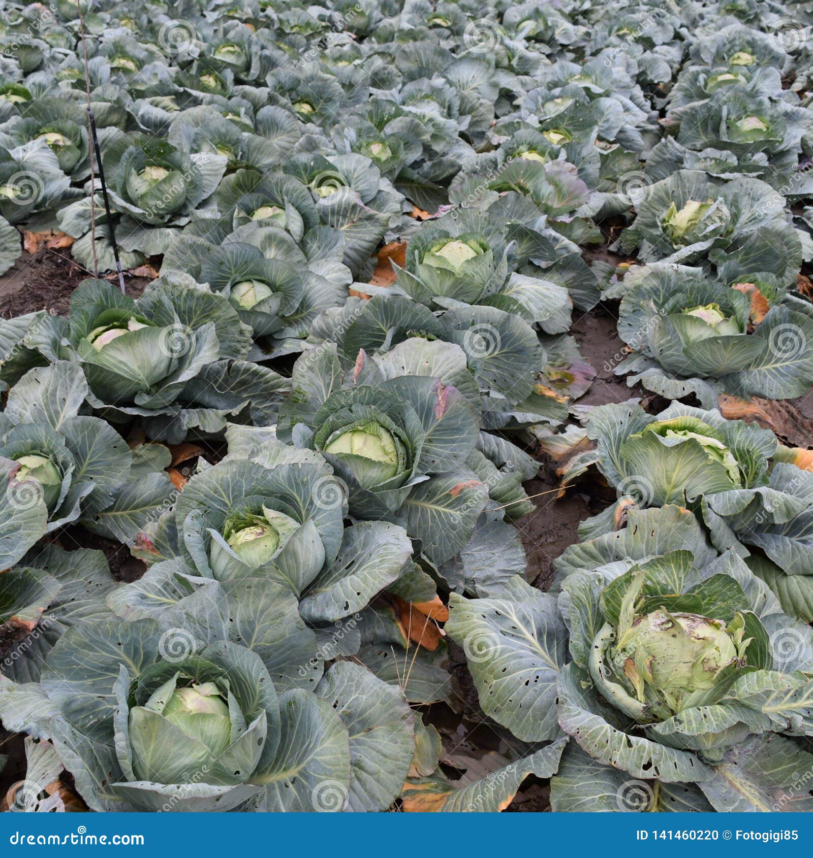 The cabbage field stock photo. Image of grow, farming - 141460220