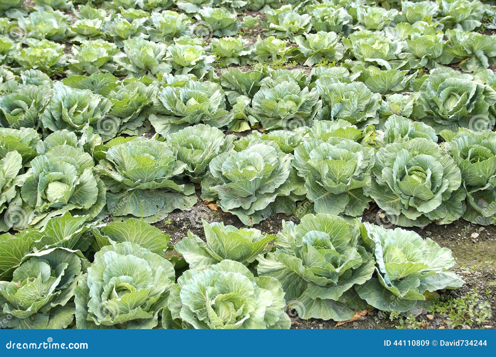 Cabbage field stock image. Image of cabbage, bright, growth - 44110809