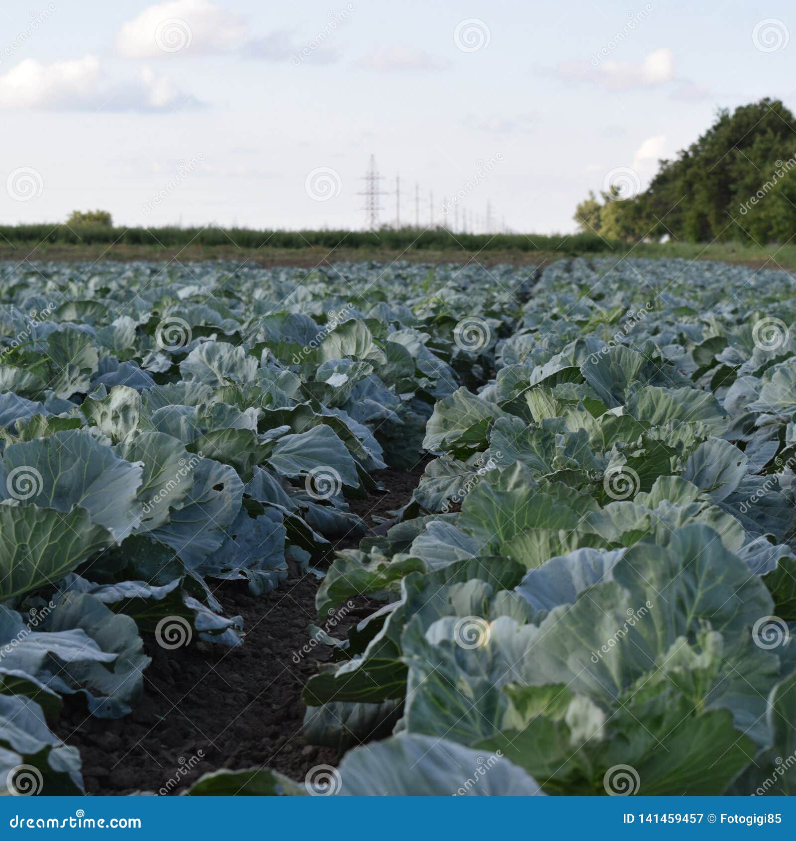 Cabbage field stock image. Image of agriculture, green - 141459457