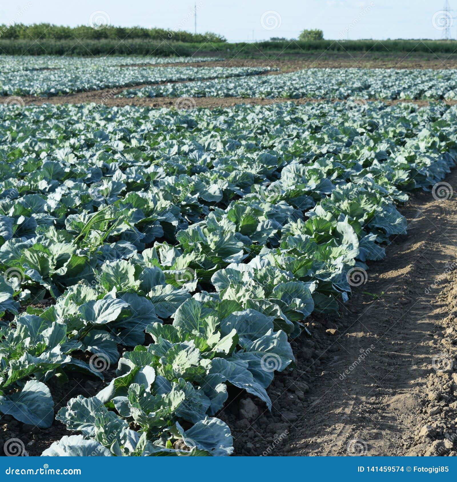 Cabbage Field. Cultivation of Cabbage in an Open Ground in the Field ...