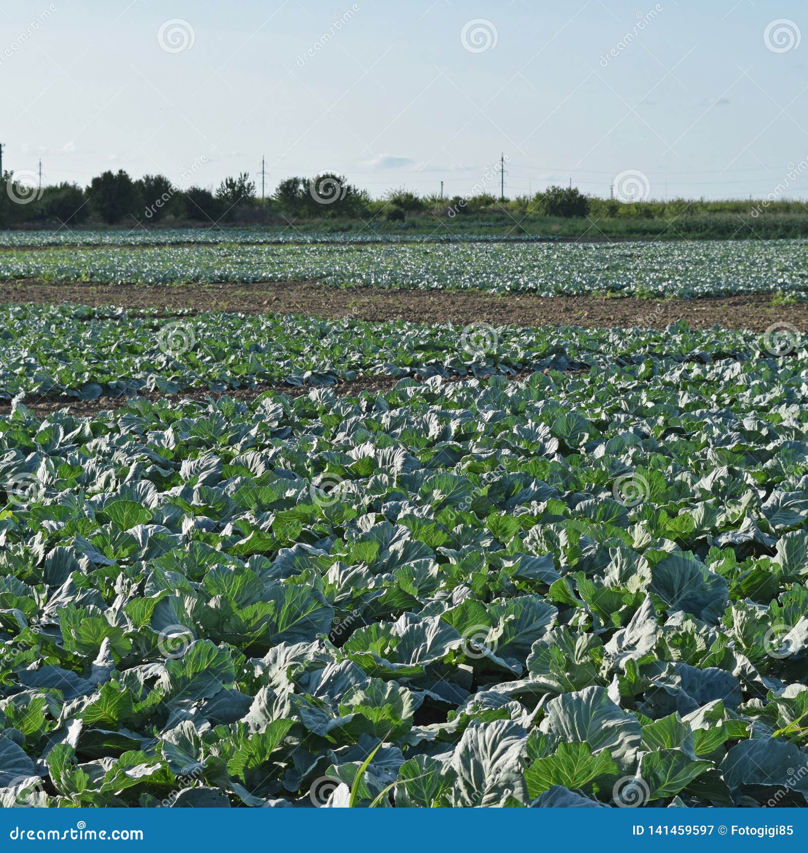 Cabbage field stock image. Image of country, industry - 141459597