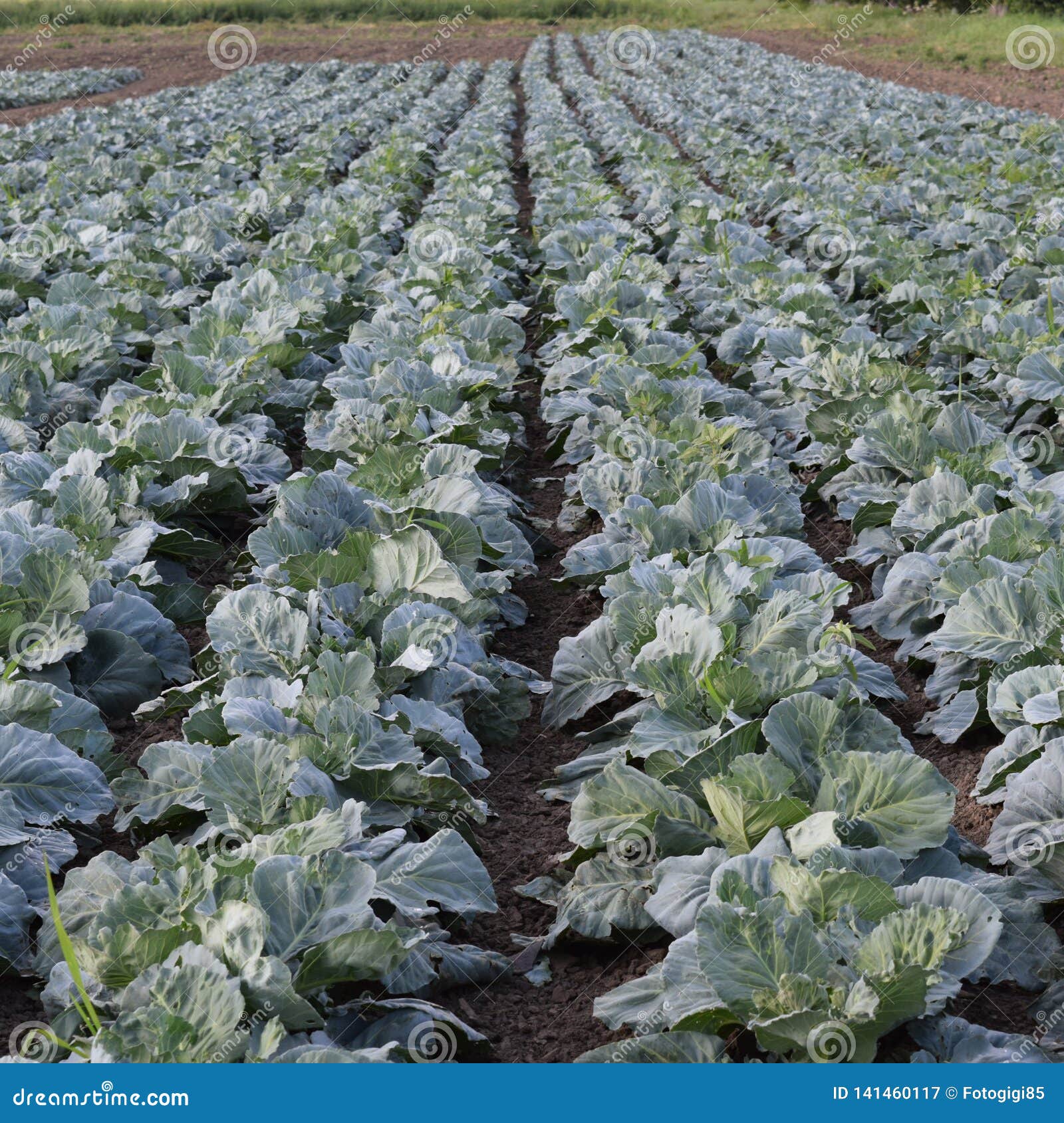 Cabbage Field. Cultivation of Cabbage in an Open Ground in the Field ...