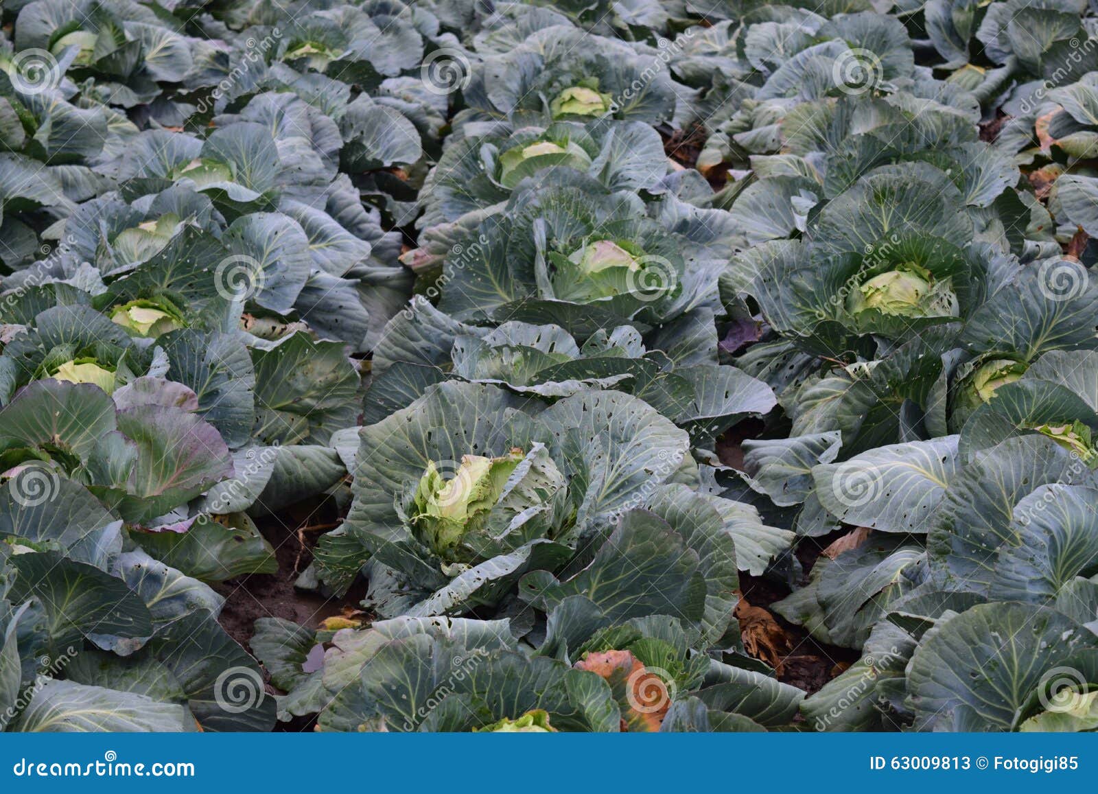 The cabbage field stock image. Image of nature, crop - 63009813