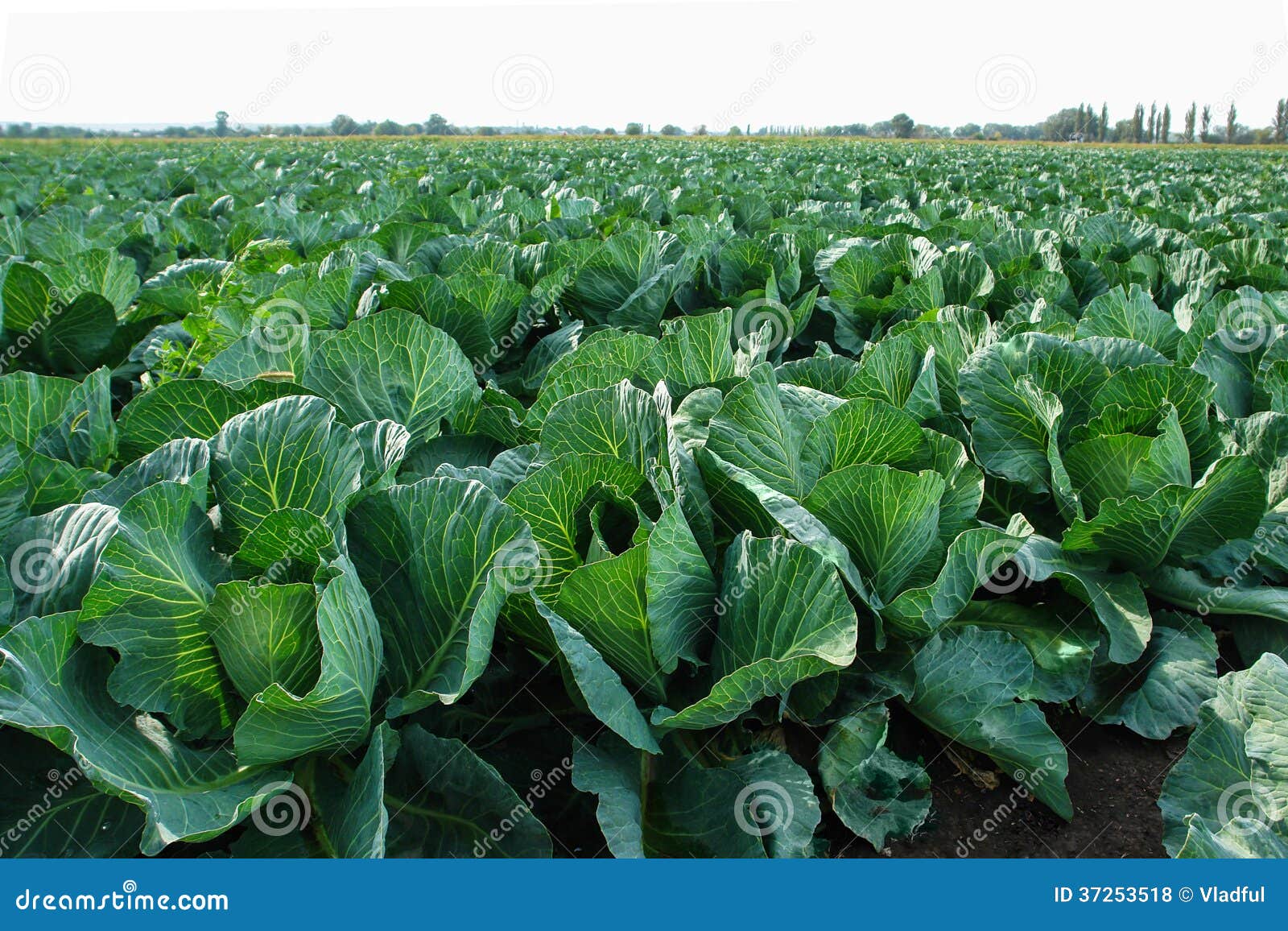 Cabbage stock photo. Image of kale, green, diet, crop - 37253518