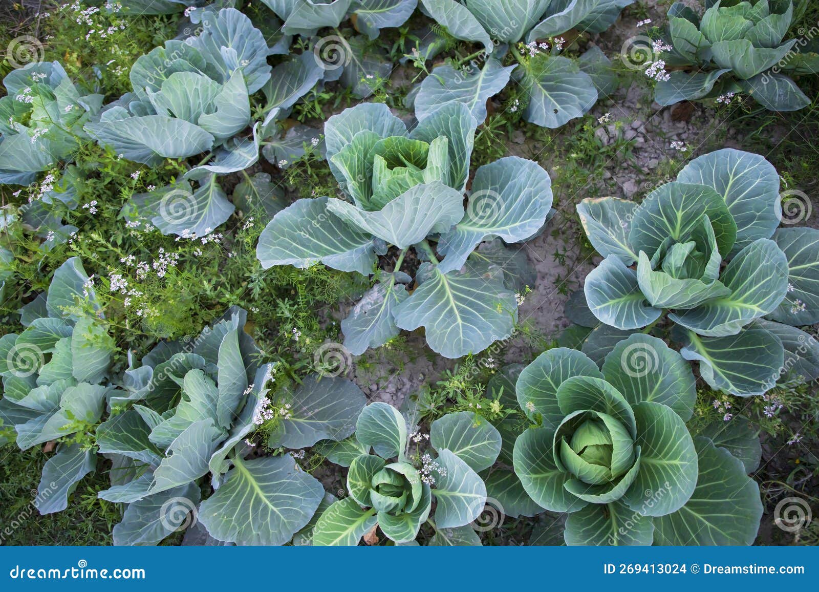Cabbage Field in the Garden. Green Cabbage Growing in the Garden Stock ...