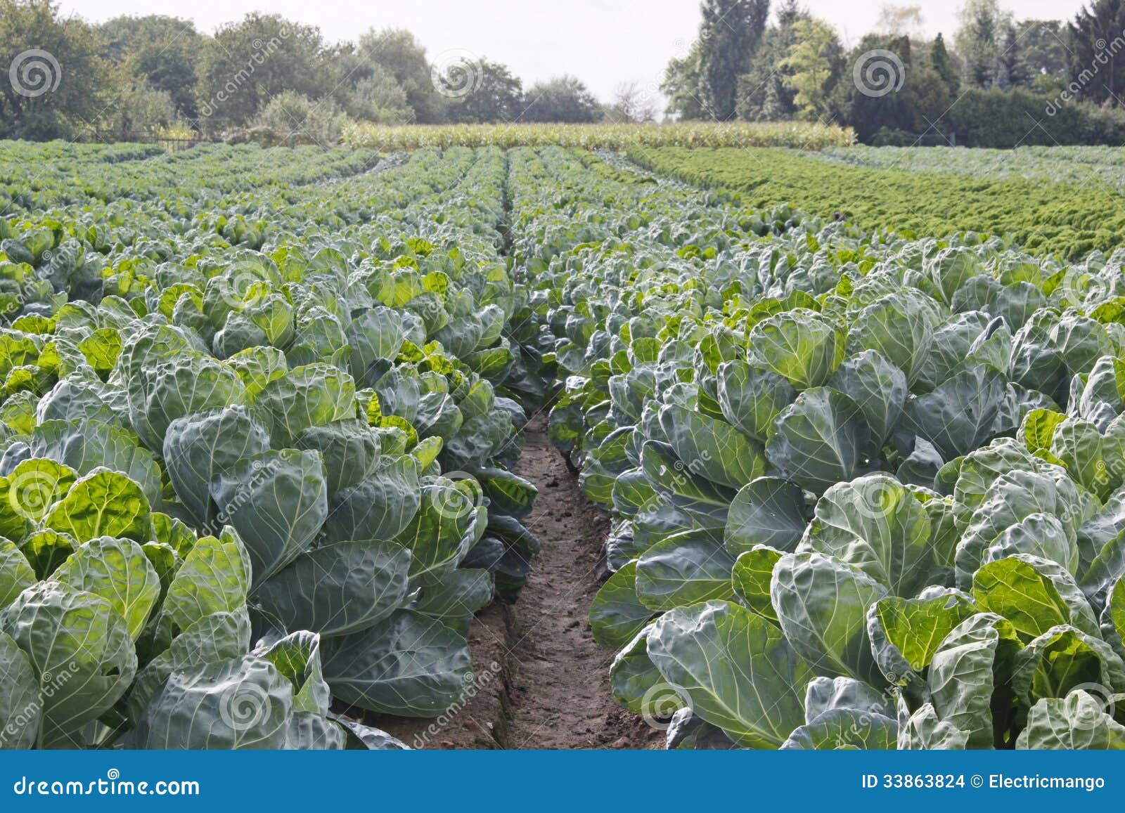 Cabbage stock photo. Image of decorate, colorful, growing - 33863824