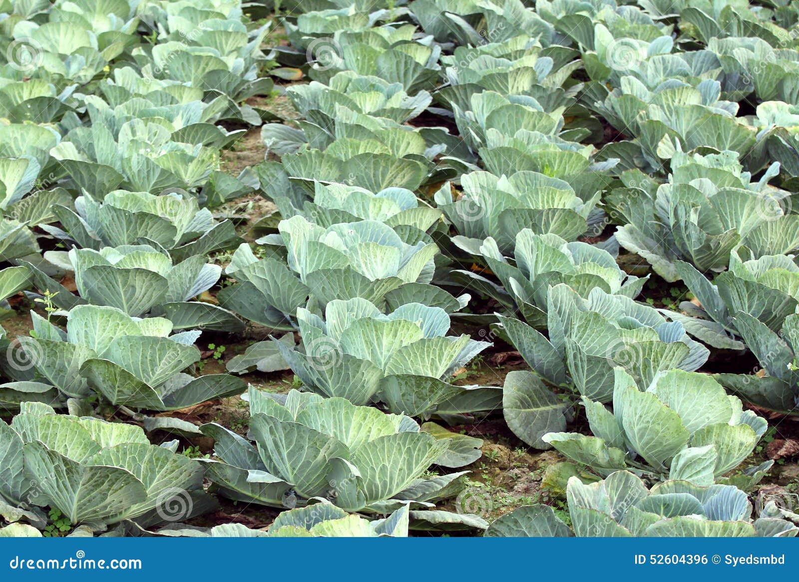Cabbage field stock photo. Image of growth, leaf, countryside - 52604396