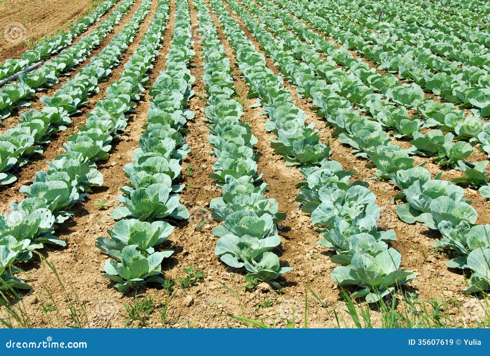 Cabbage field stock image. Image of ingredient, balkan - 35607619