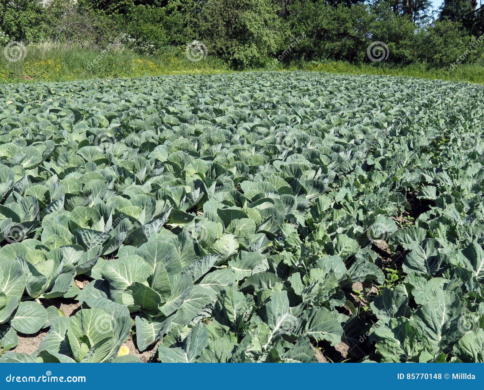 Cabbage field stock photo. Image of view, natural, cabbage - 85770148