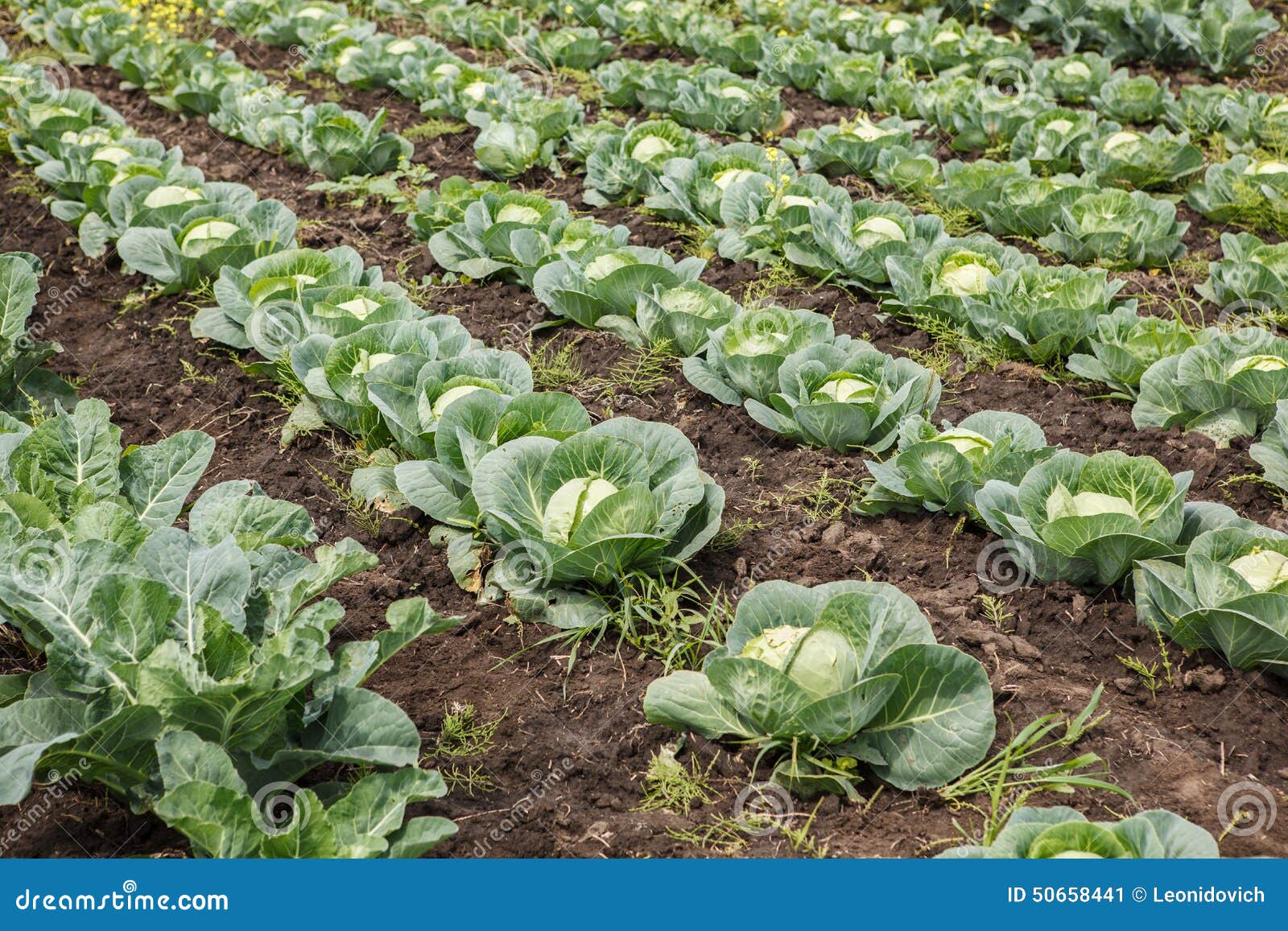 Cabbage field stock image. Image of farm, crop, nature - 50658441