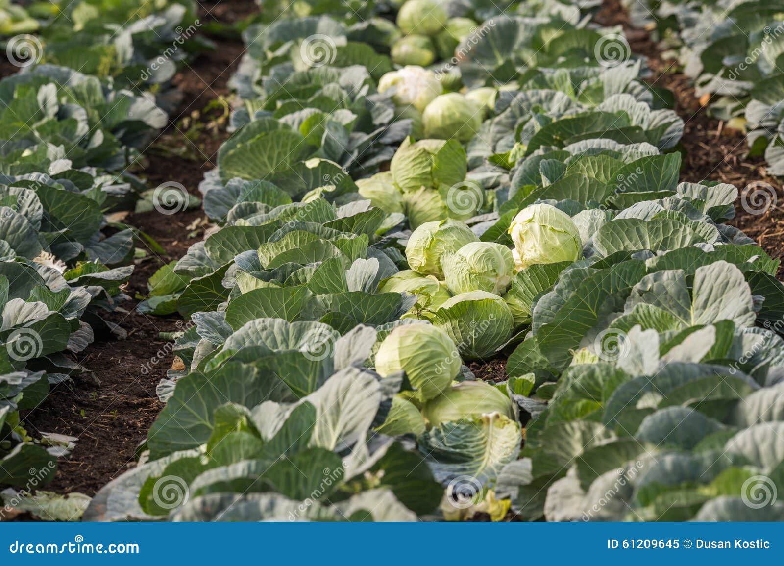 Cabbage field stock image. Image of garden, growth, farming - 61209645