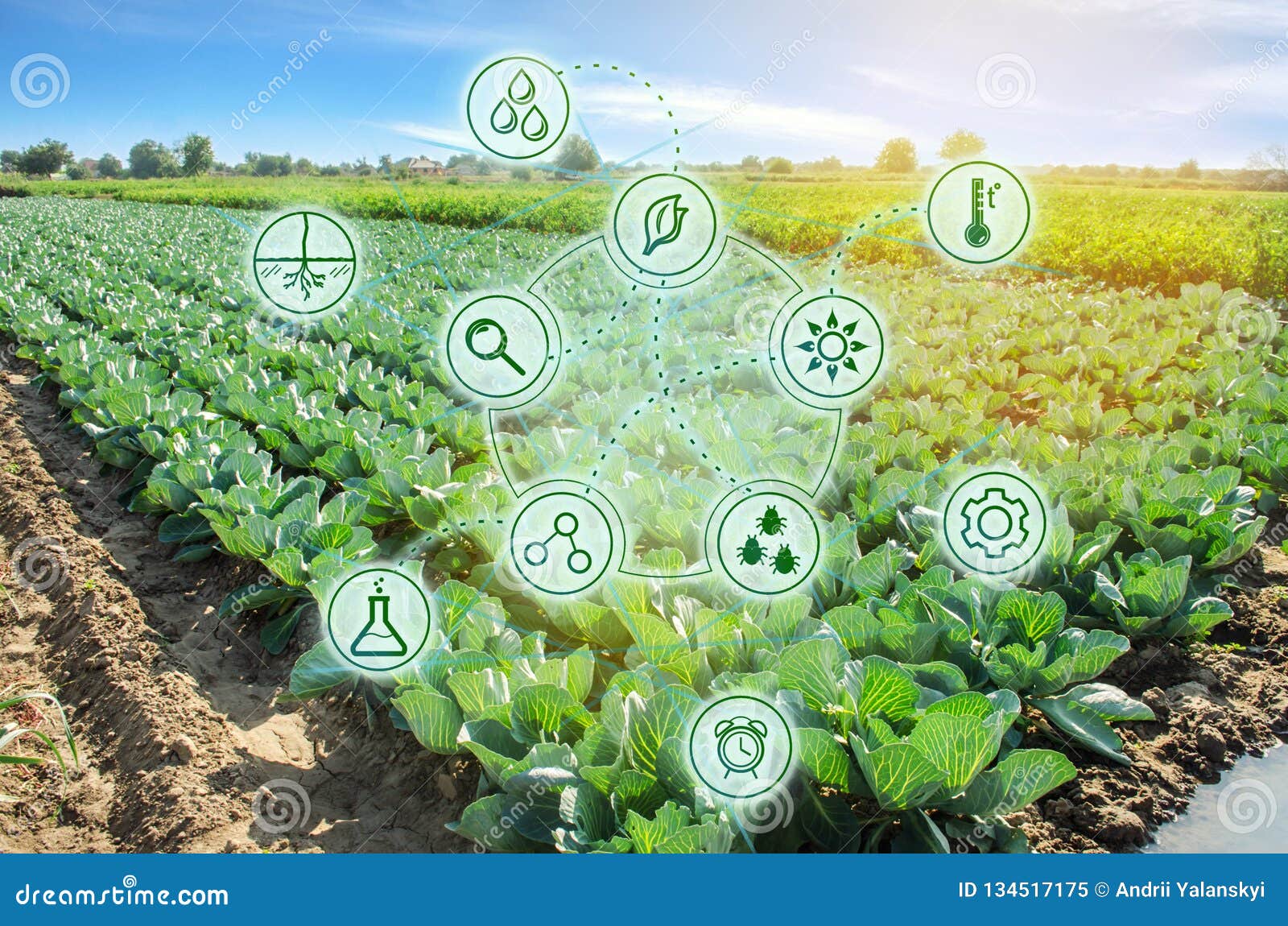 Cabbage in the Field. High Technologies and Innovations in Agro ...
