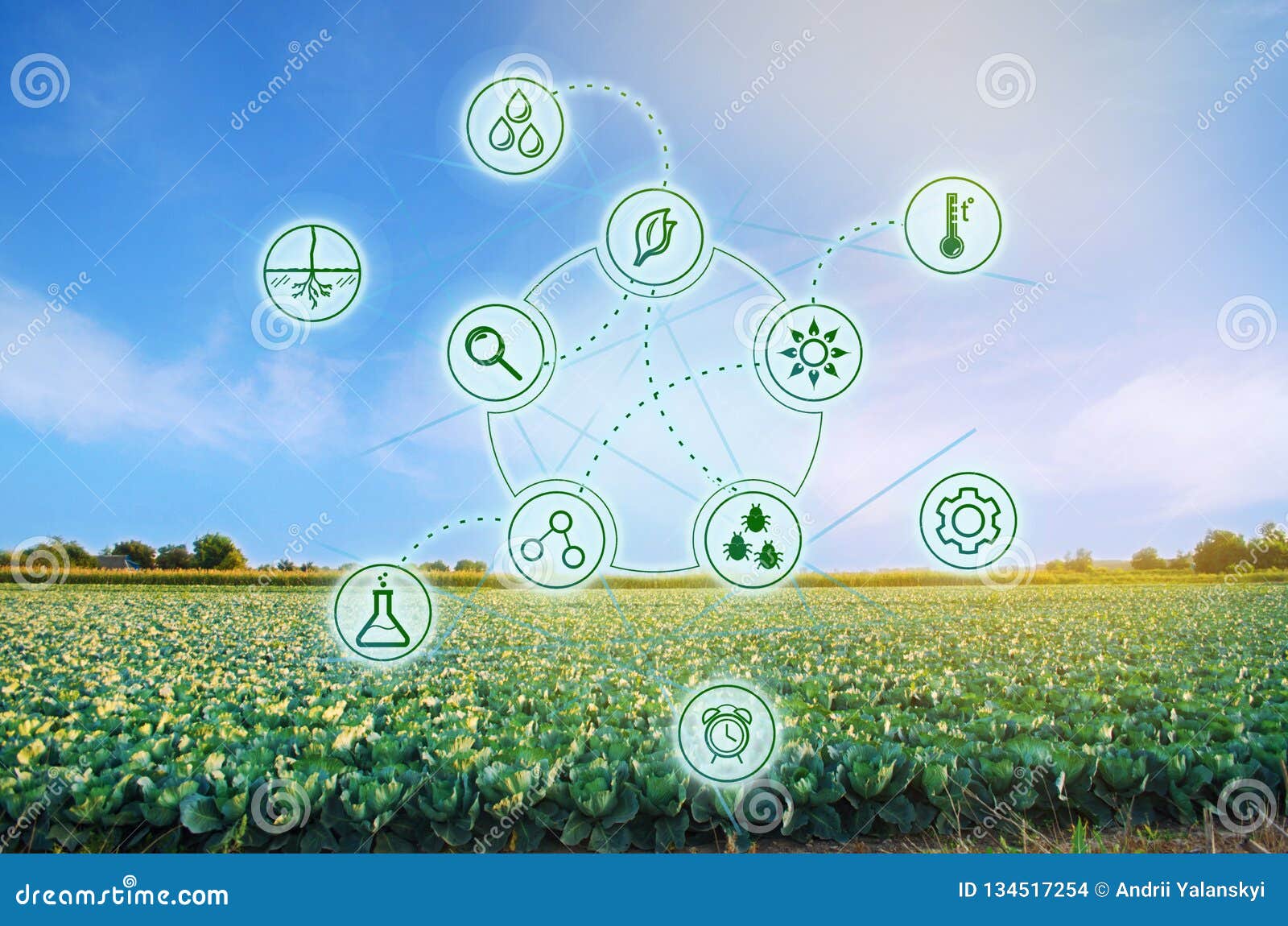 Cabbage in the Field. High Technologies and Innovations in Agro ...