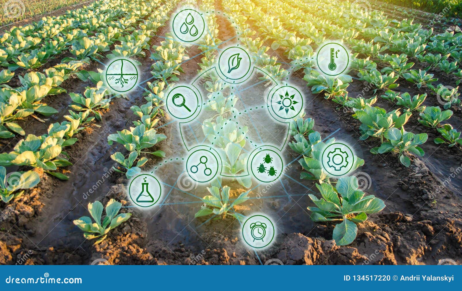 Cabbage in the Field. High Technologies and Innovations in Agro ...