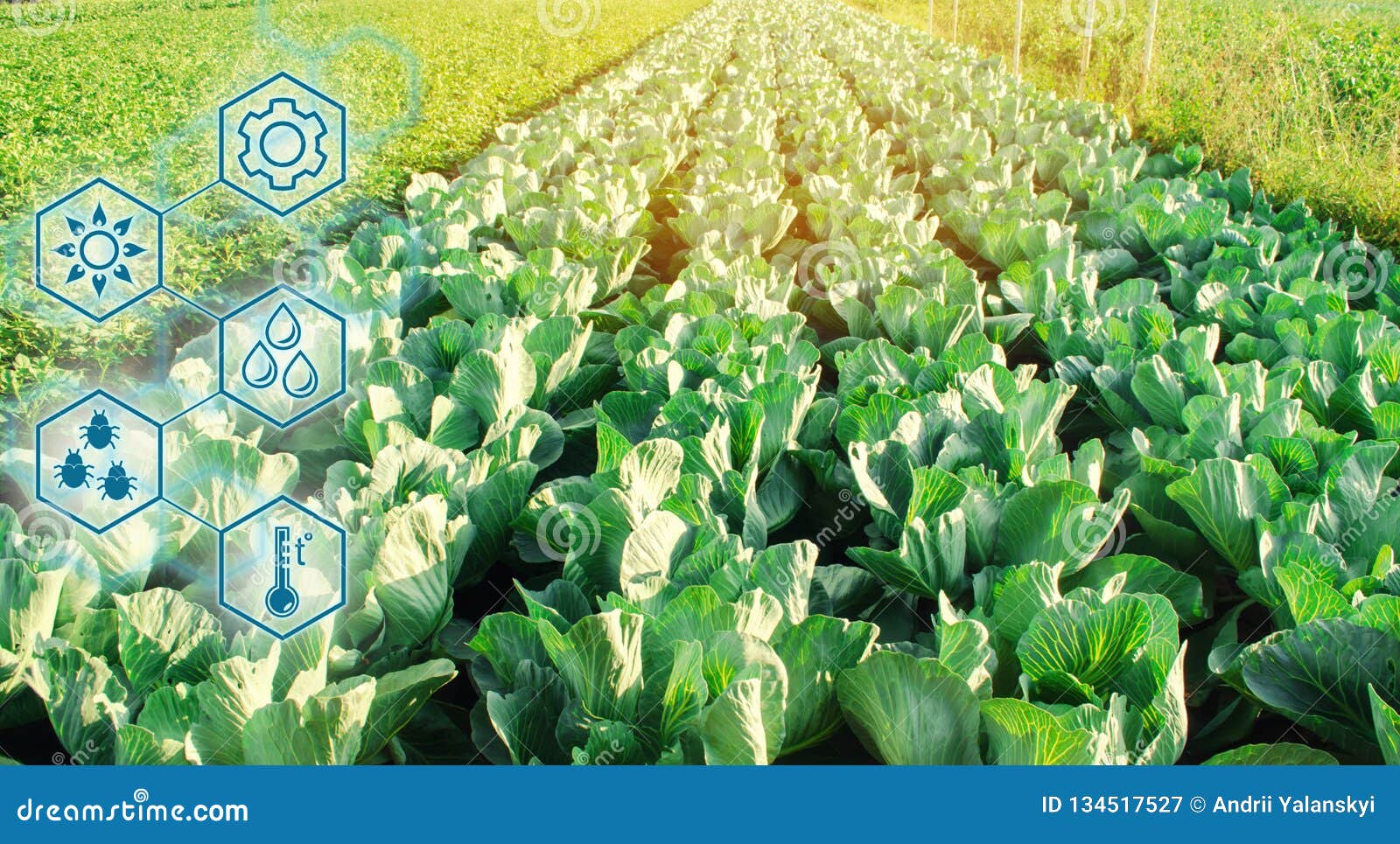 Cabbage in the Field. High Technologies and Innovations in Agro ...
