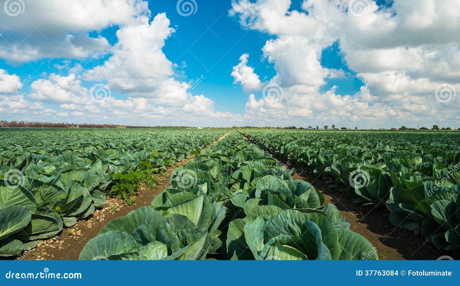 Cabbage field stock photo. Image of cabbage, leafy, agricultural - 37763084