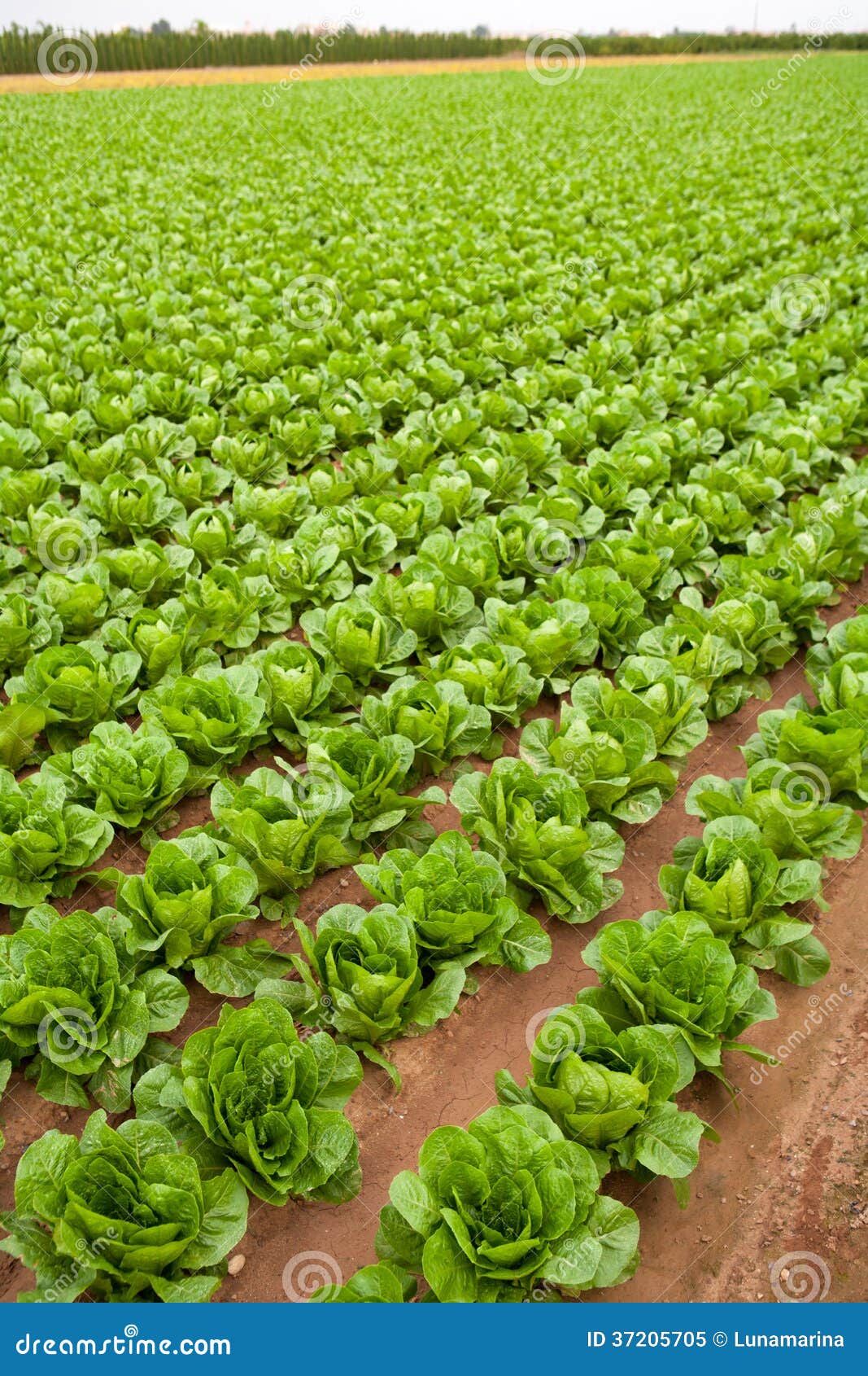Cabbage Field Lines in a Row in Valencia Spain Stock Image - Image of ...