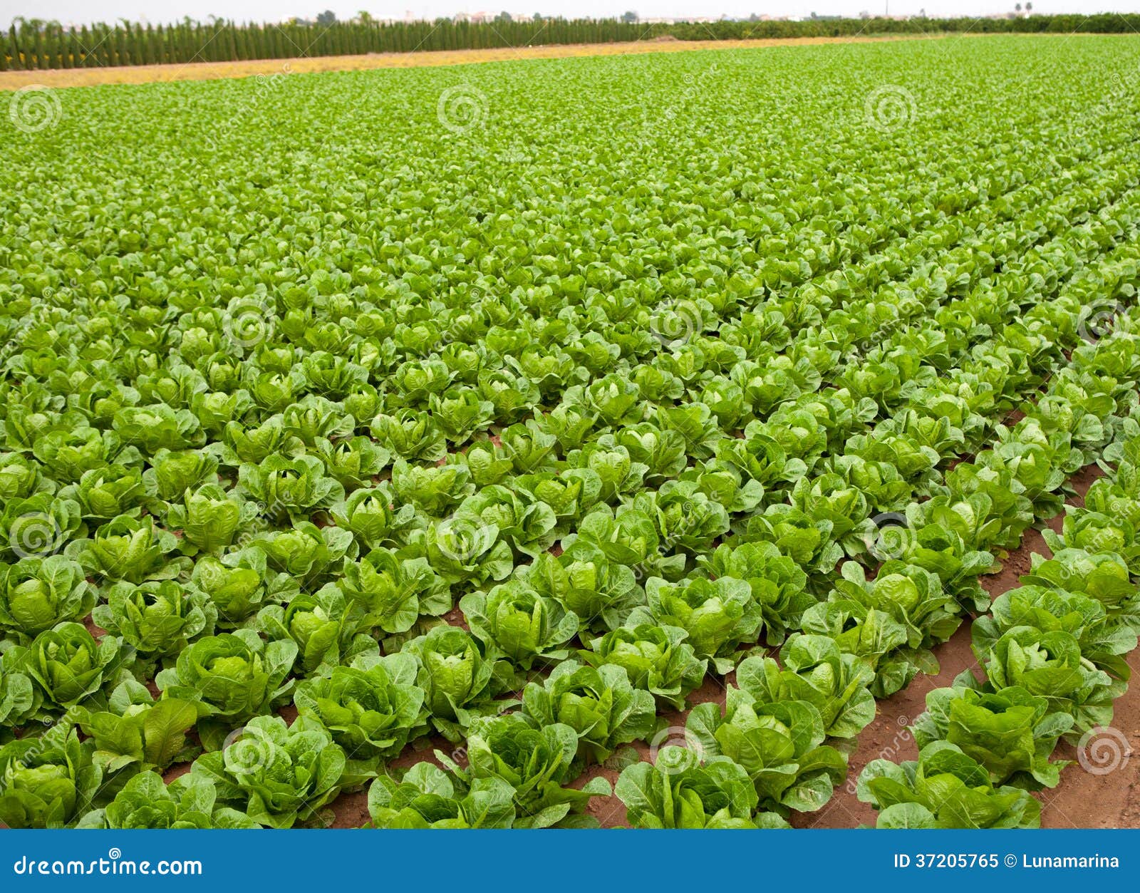 Cabbage Field Lines in a Row in Valencia Spain Stock Image - Image of ...