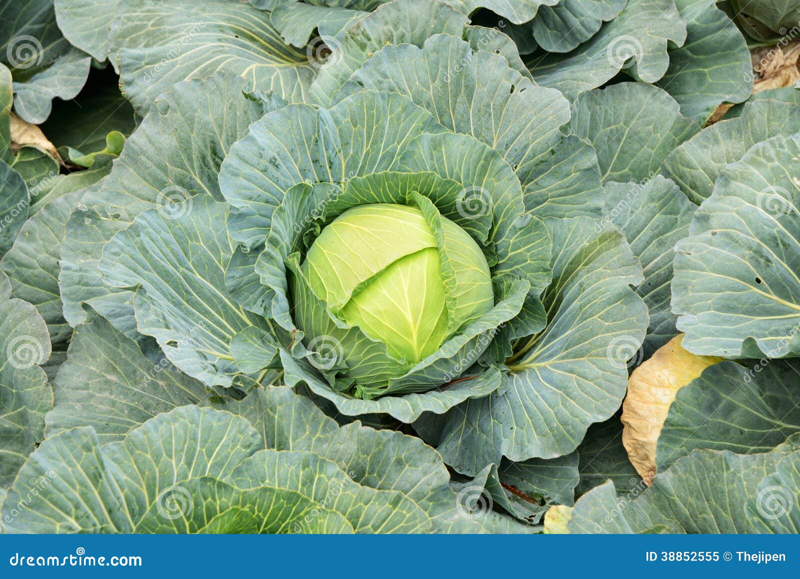 Cabbage Field Ready for Harvesting Stock Image - Image of farming ...