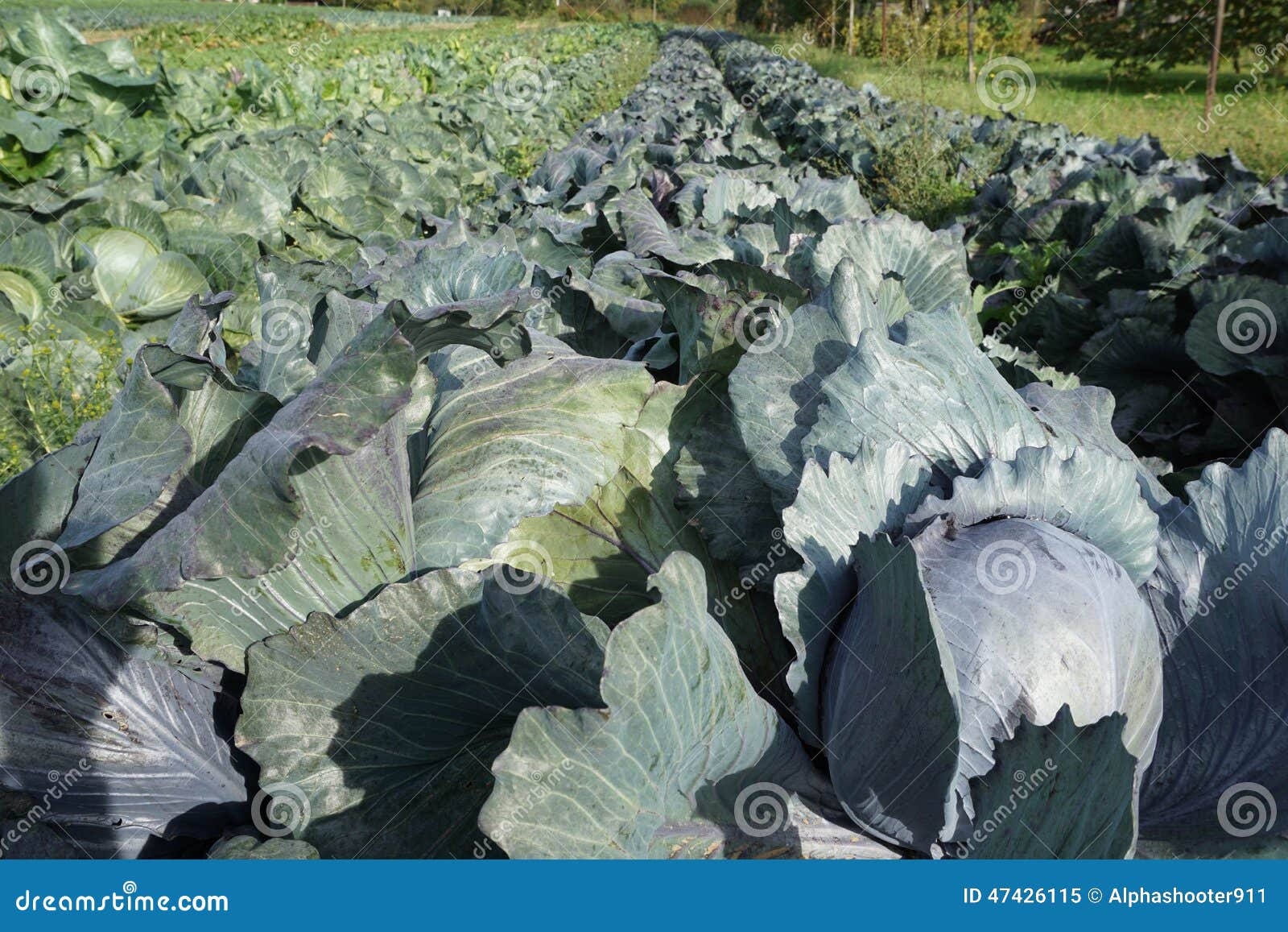 Cabbage field stock image. Image of field, reaping, harvest - 47426115