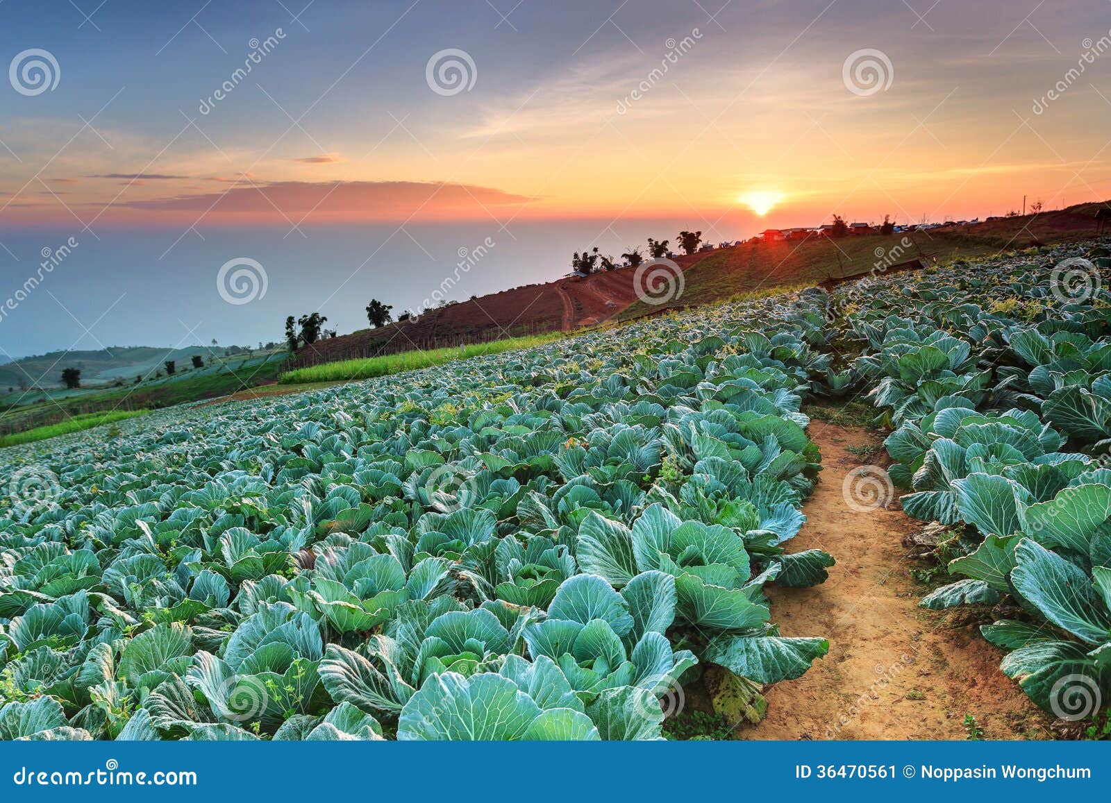 Cabbage field stock image. Image of plant, harvest, growth - 36470561