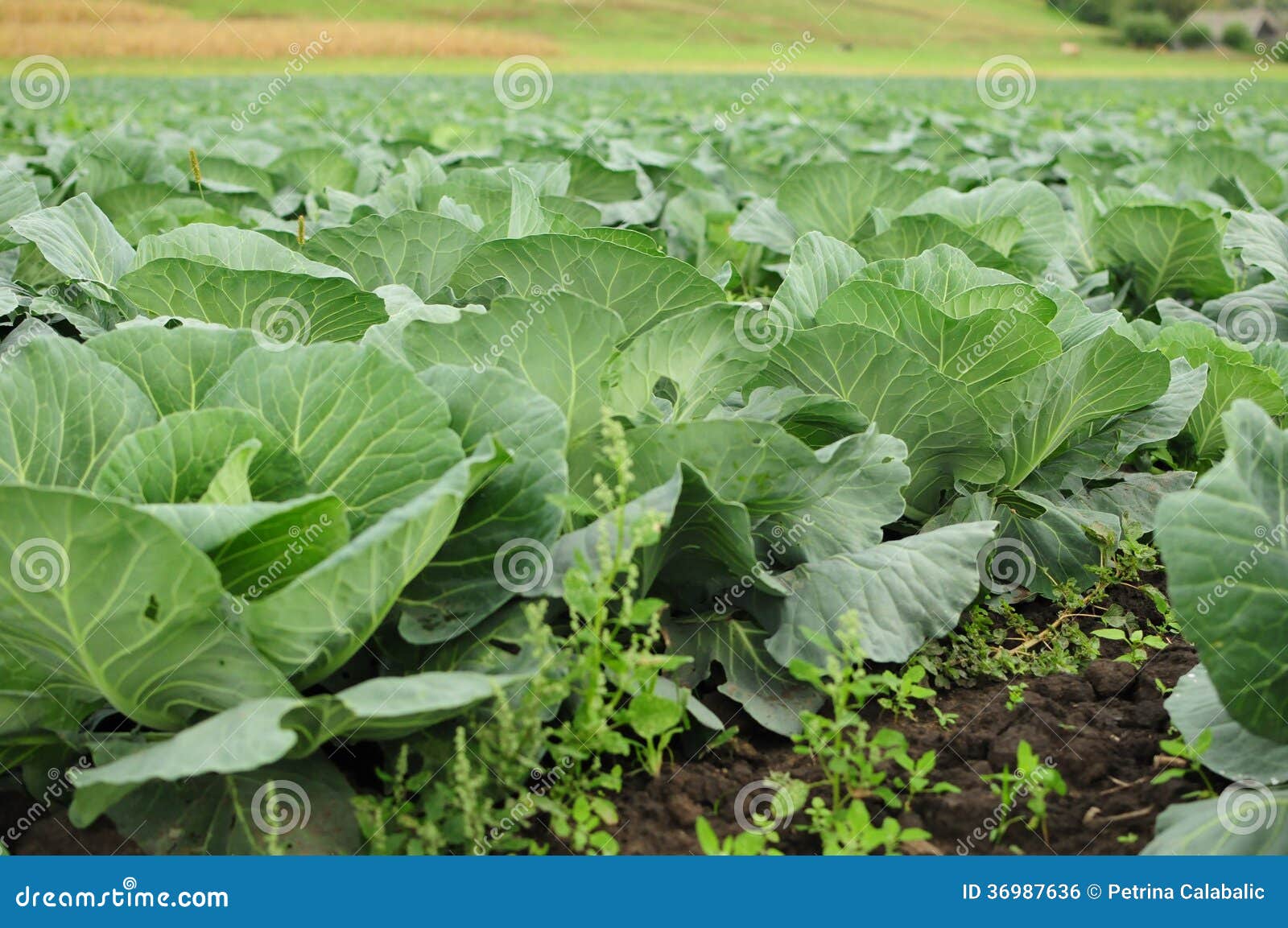 Cabbage field stock photo. Image of food, farm, cabbage - 36987636