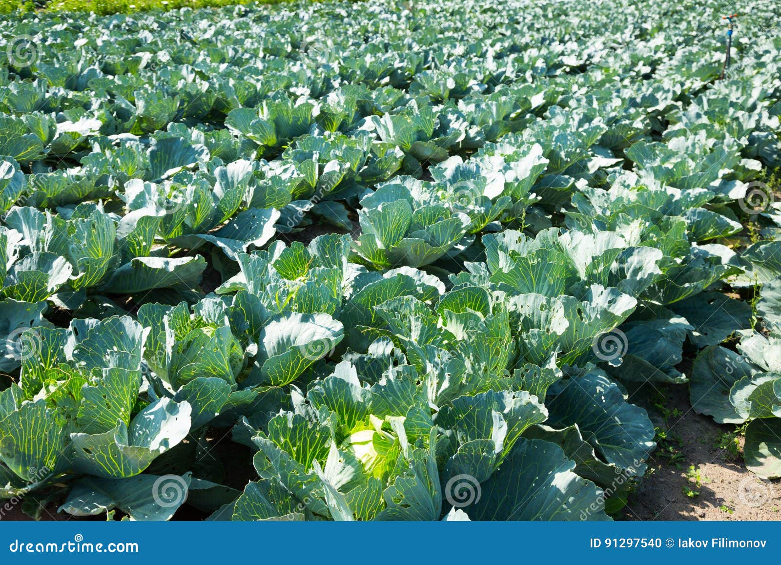 Cabbage field stock photo. Image of farm, cultivated - 91297540