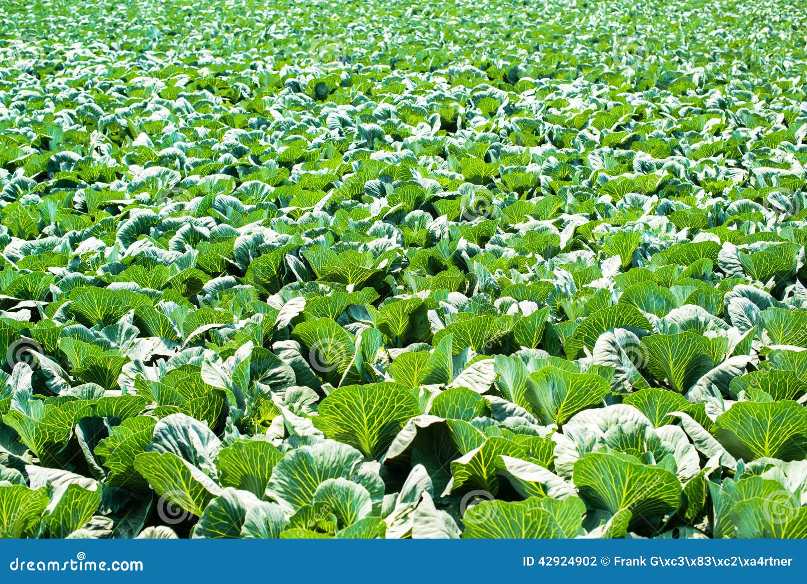 Cabbage field stock photo. Image of countryside, nature - 42924902