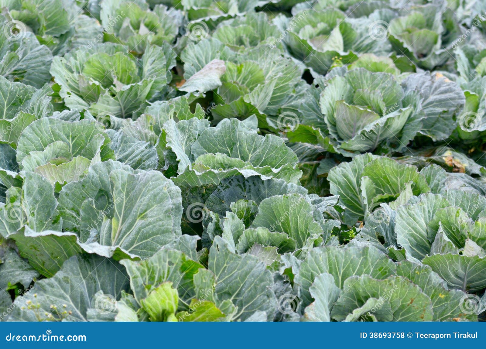 Cabbage field stock photo. Image of countryside, land - 38693758