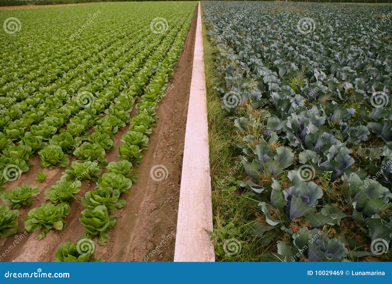 Cabbage Fields, Rows of Vegetable Food Stock Image - Image of harvest ...