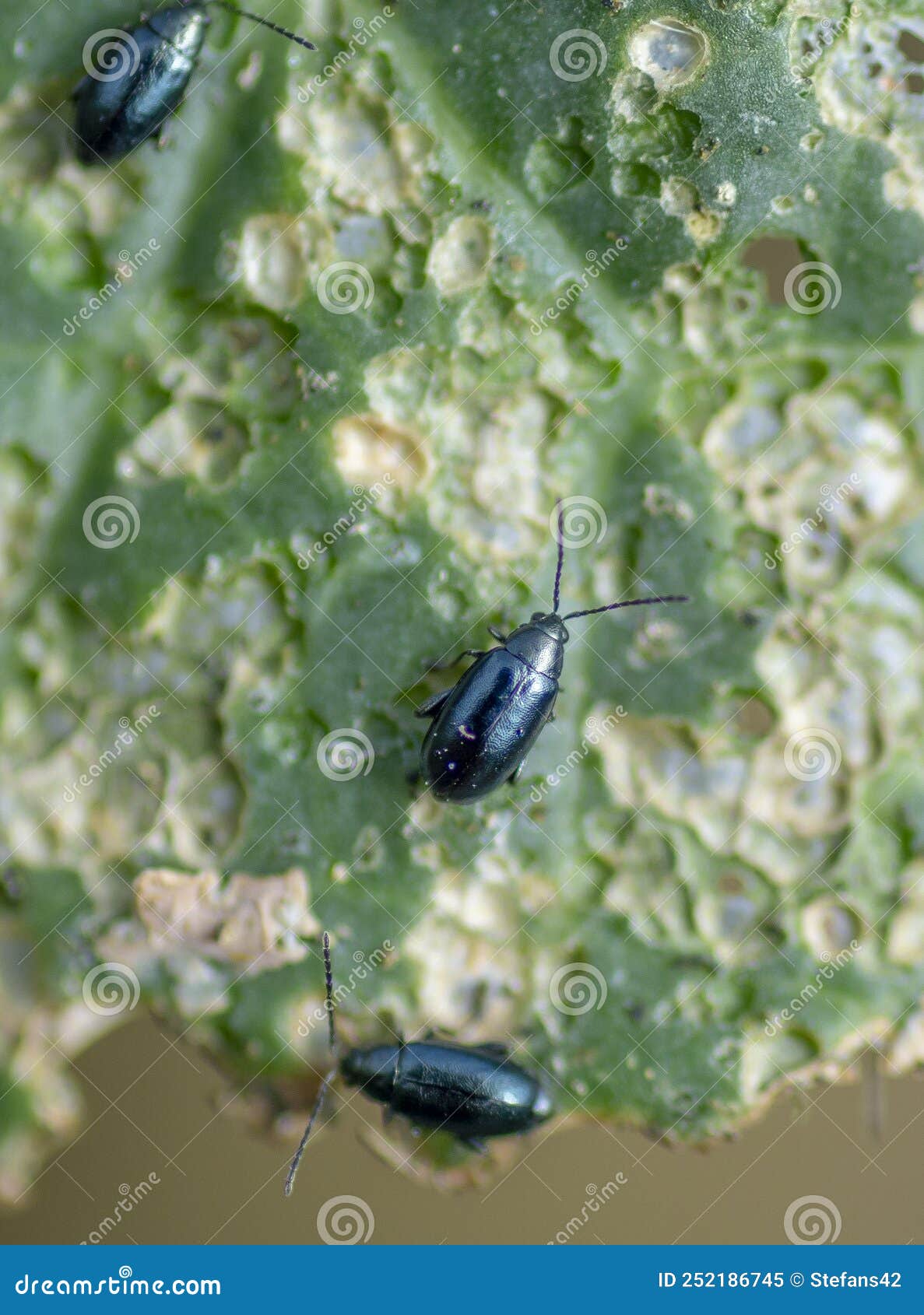 Cabbage Flea Beetle Phyllotreta Cruciferae or Crucifer Flea Beetle ...