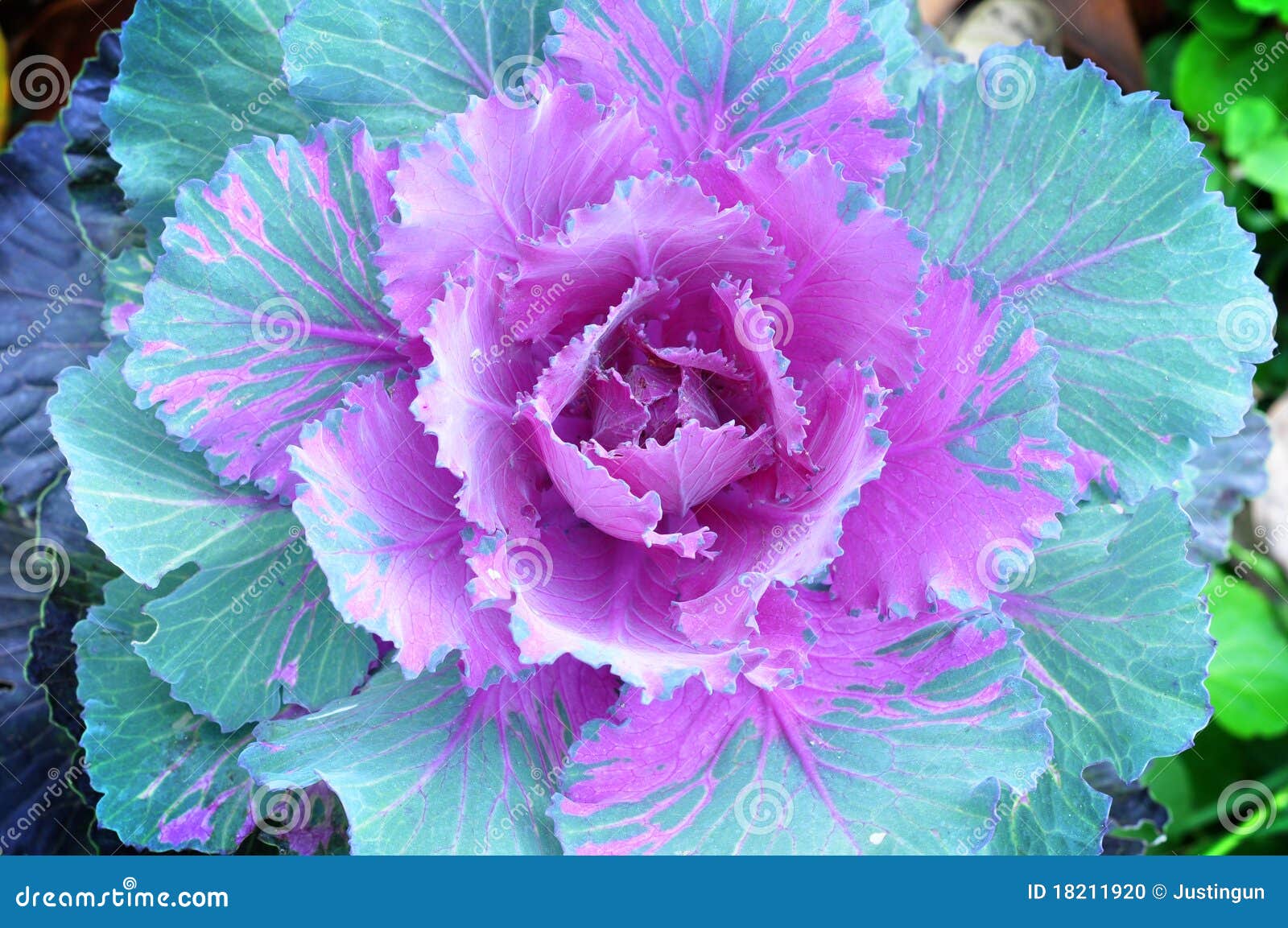 Cabbage flower stock photo. Image of decorative, close - 18211920
