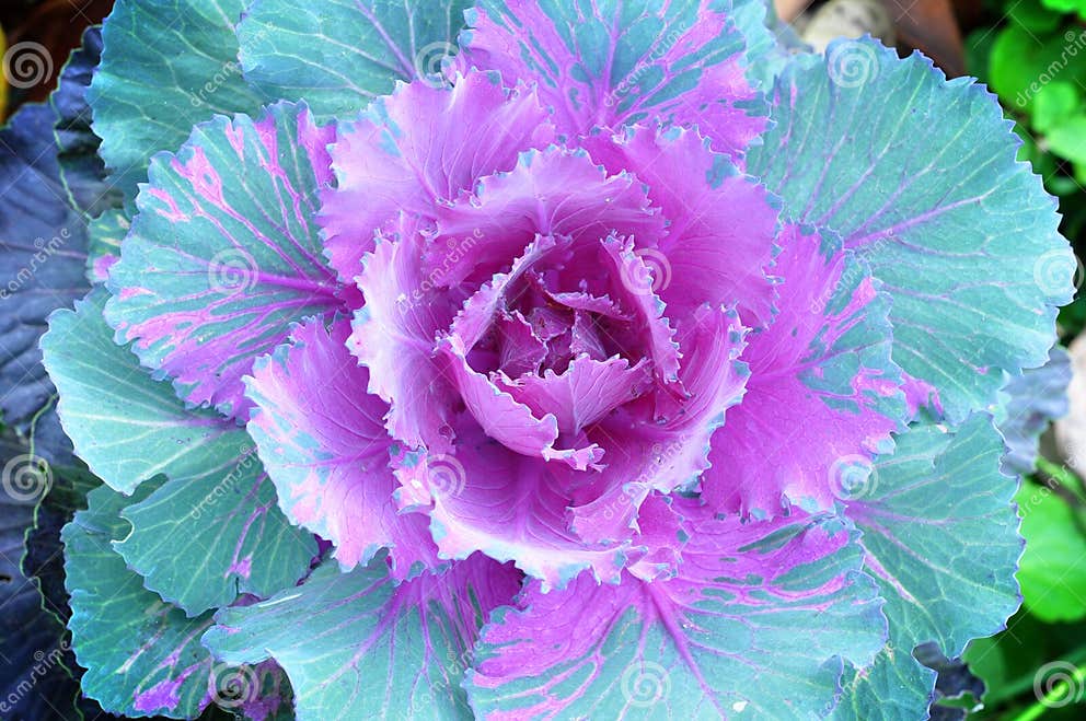 Cabbage flower stock photo. Image of decorative, close - 18211920