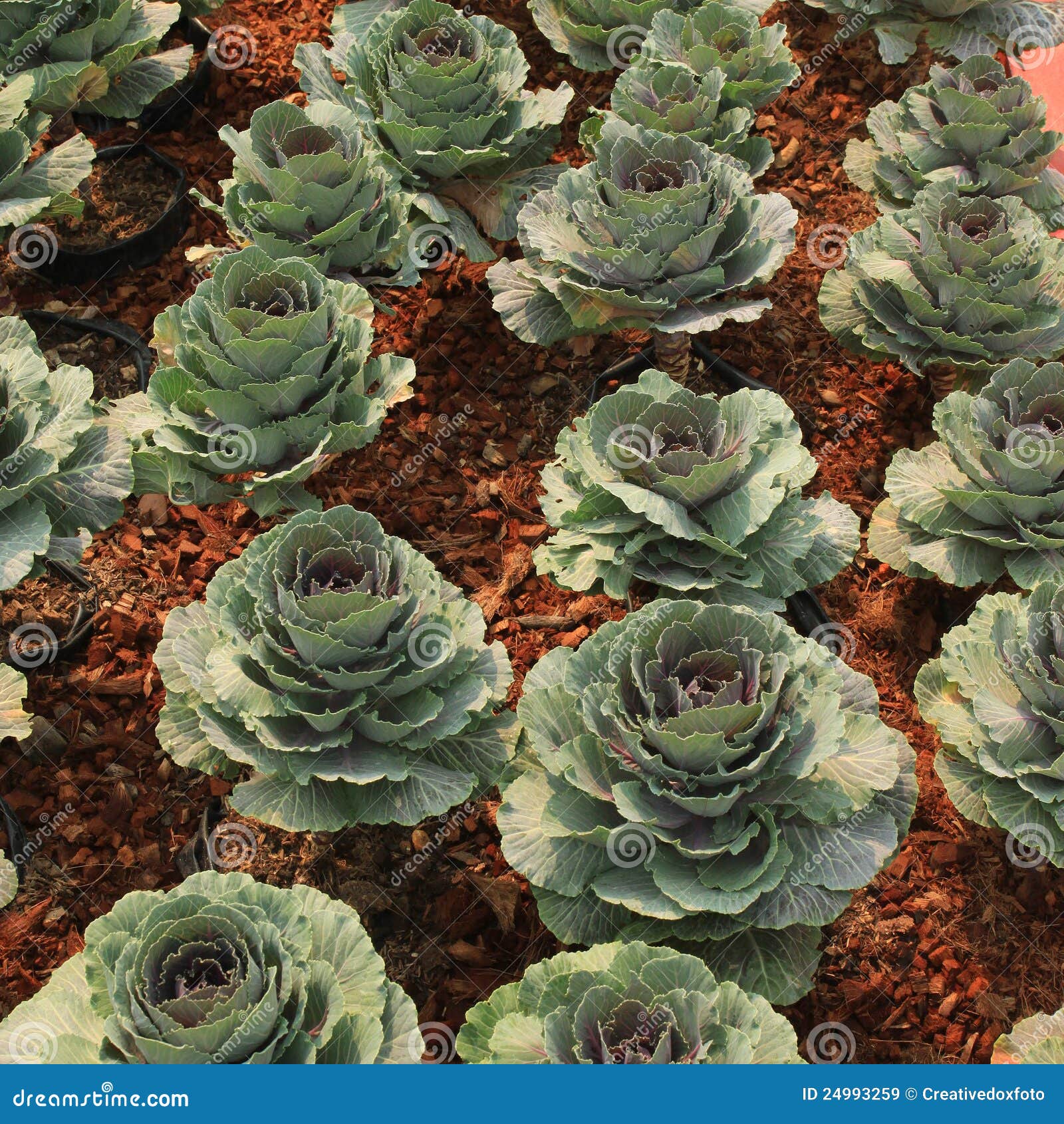 Cabbage Flower stock image. Image of horticulture, frilly - 24993259