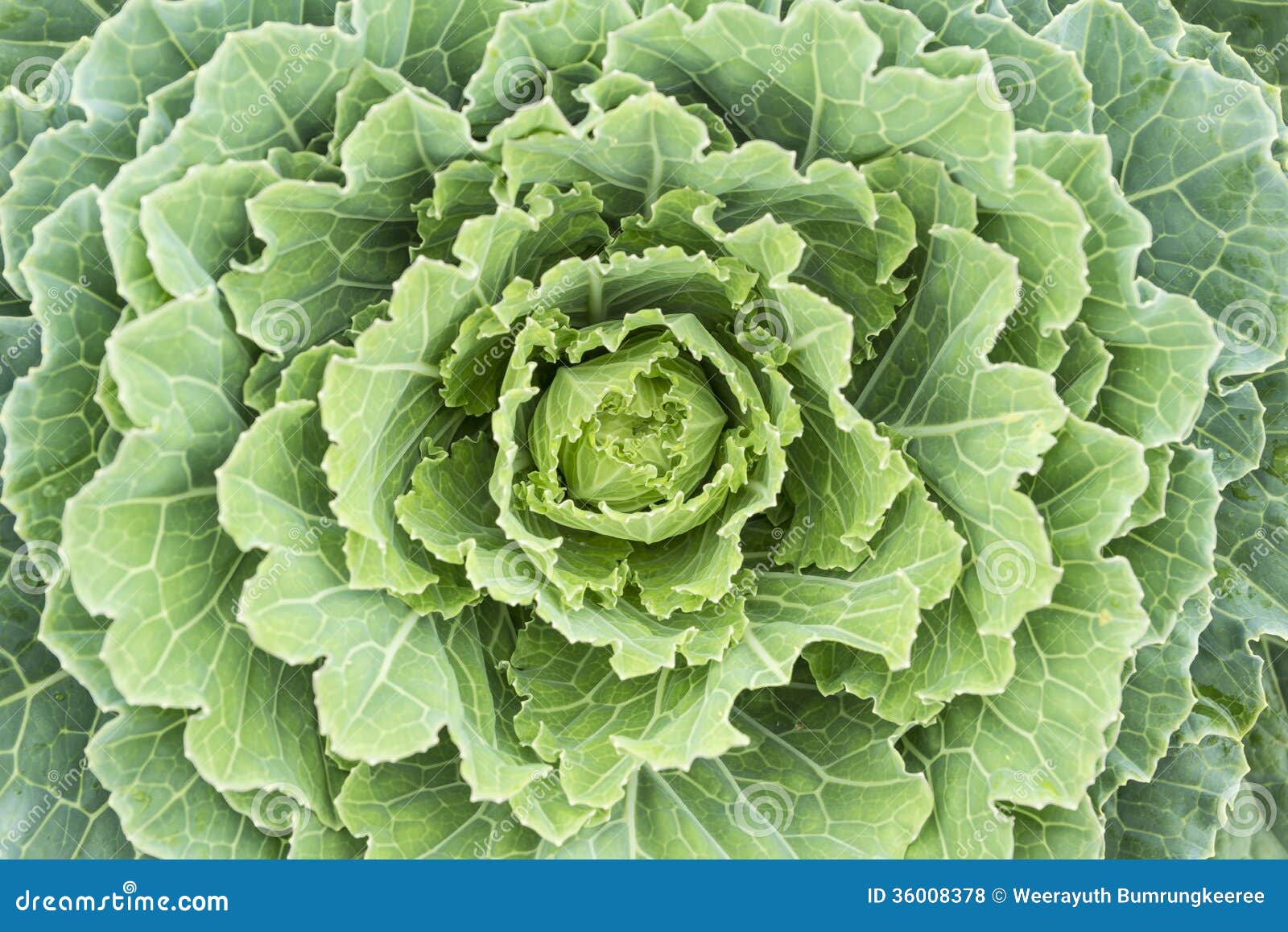 Cabbage Flower stock photo. Image of blossoming, garden - 36008378