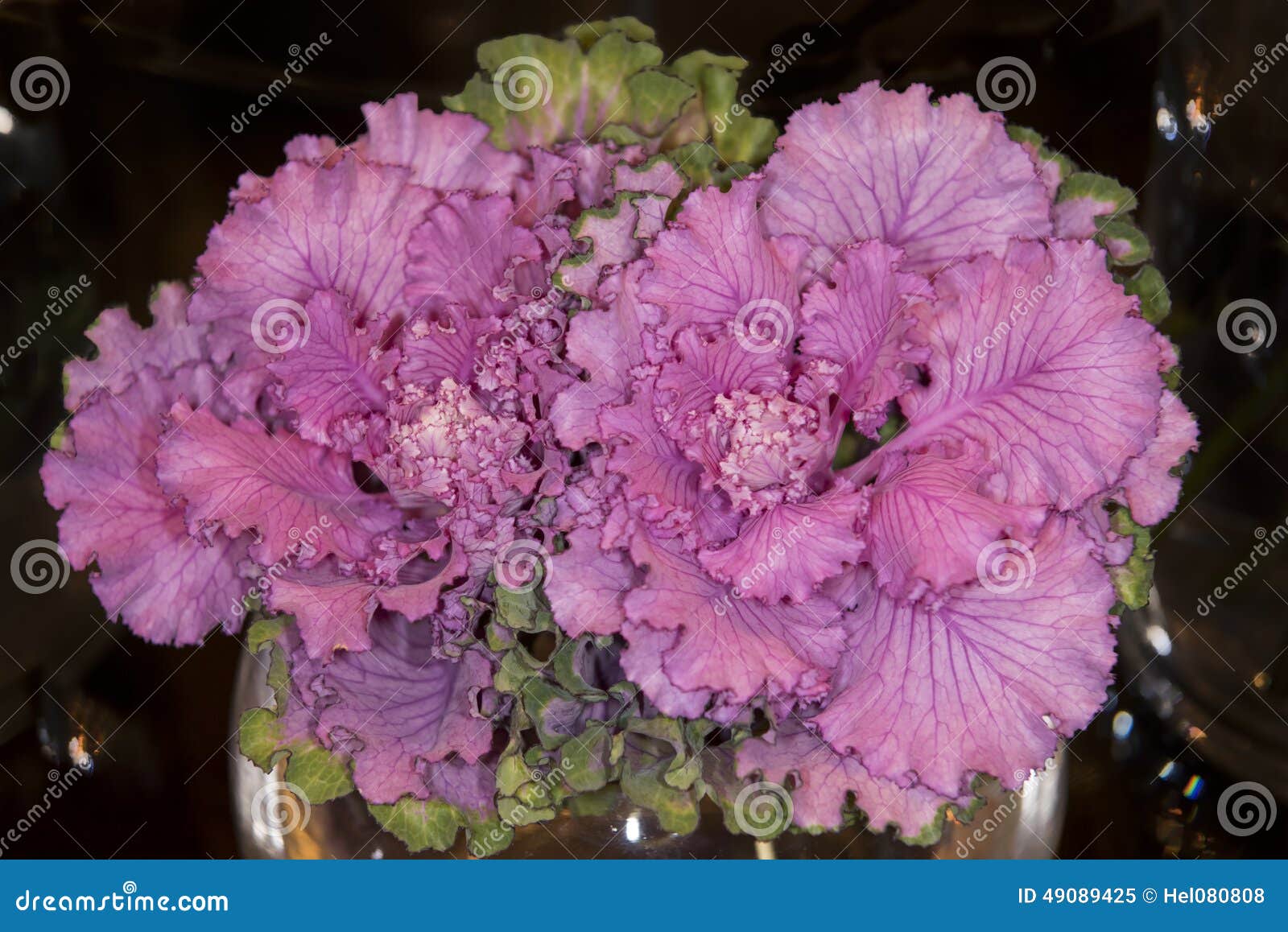 Cabbage flower stock image. Image of blooms, modern, blooming - 49089425