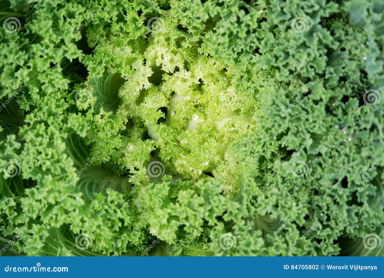 Cabbage flower pattern stock photo. Image of vitamin - 84705802