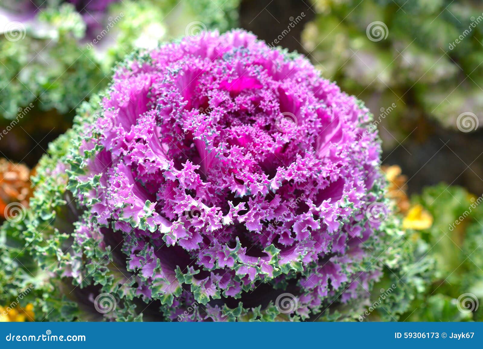 Cabbage flower stock image. Image of flower, vegetables - 59306173