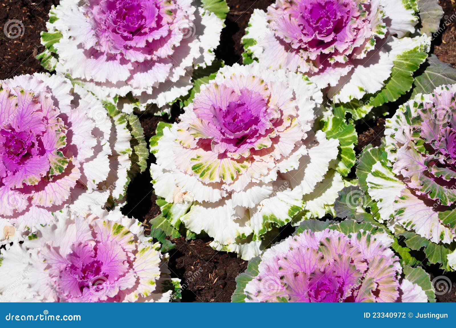 Cabbage flowers stock photo. Image of curly, farm, food - 23340972