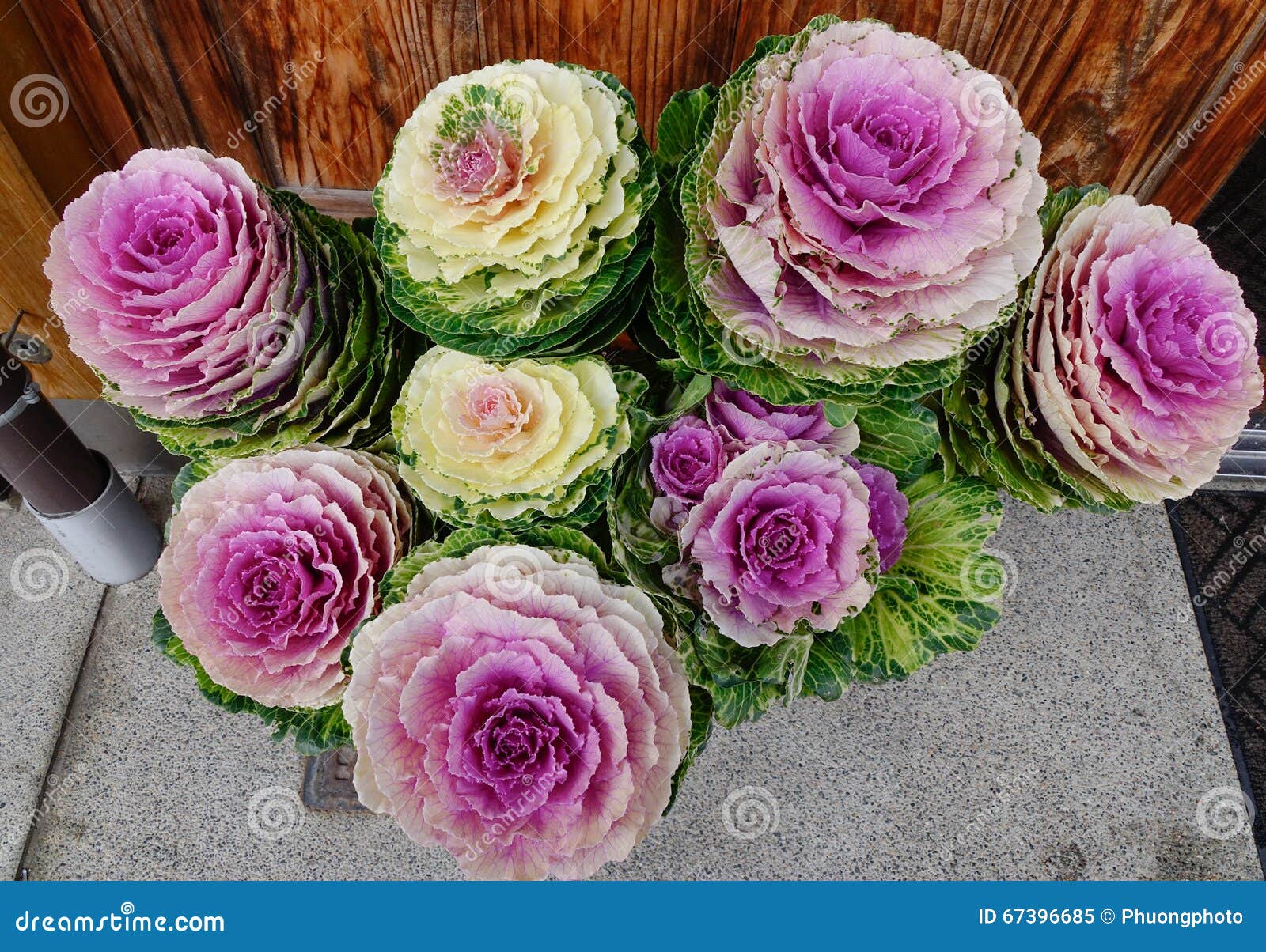 Cabbage flowers stock image. Image of horticulture, organic - 67396685