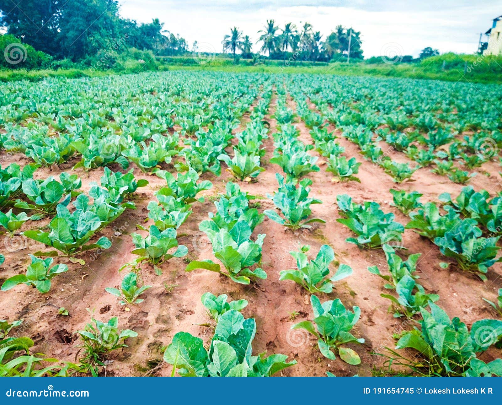 Cabbage form stock image. Image of soil, flower, plain - 191654745